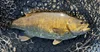 Fishing Guide - Fishing Charter Services - Bass & Walleye - Home
