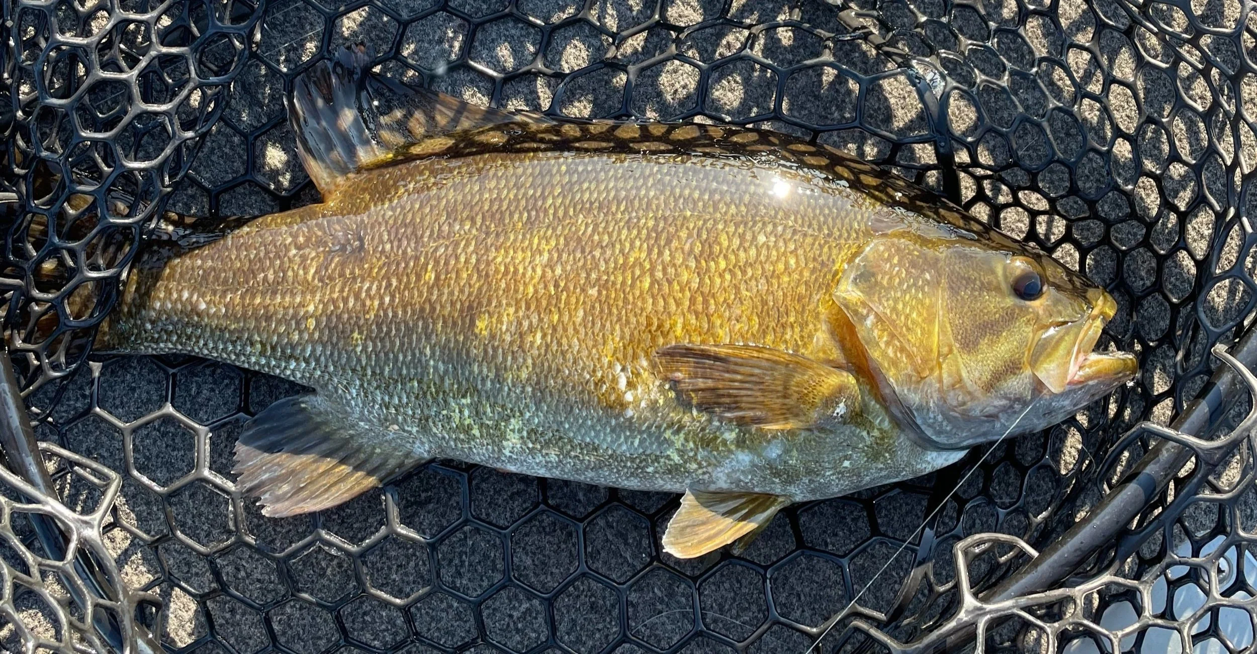 Fishing Guide - Fishing Charter Services - Bass & Walleye - Home