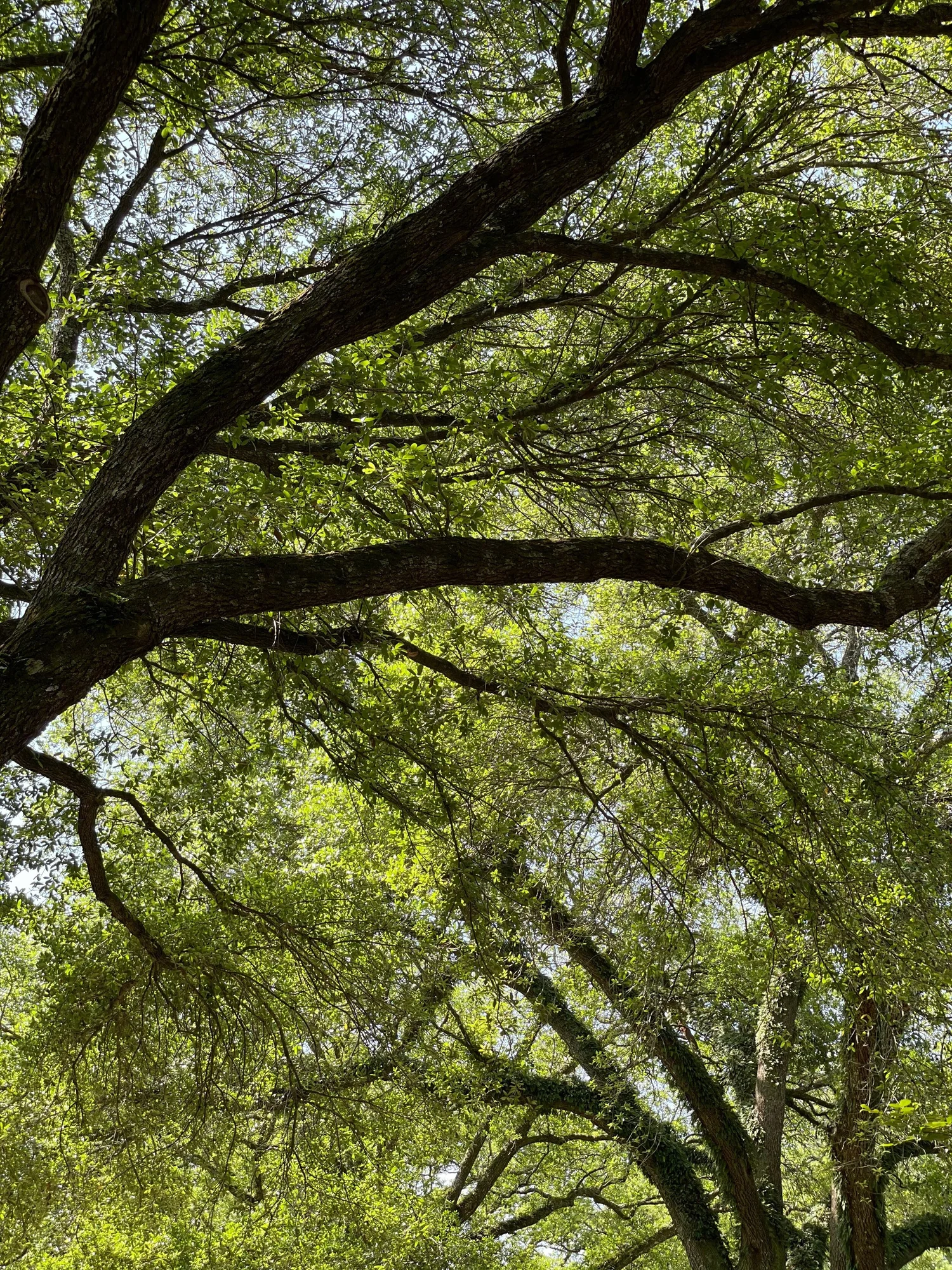 Live Oak Estates