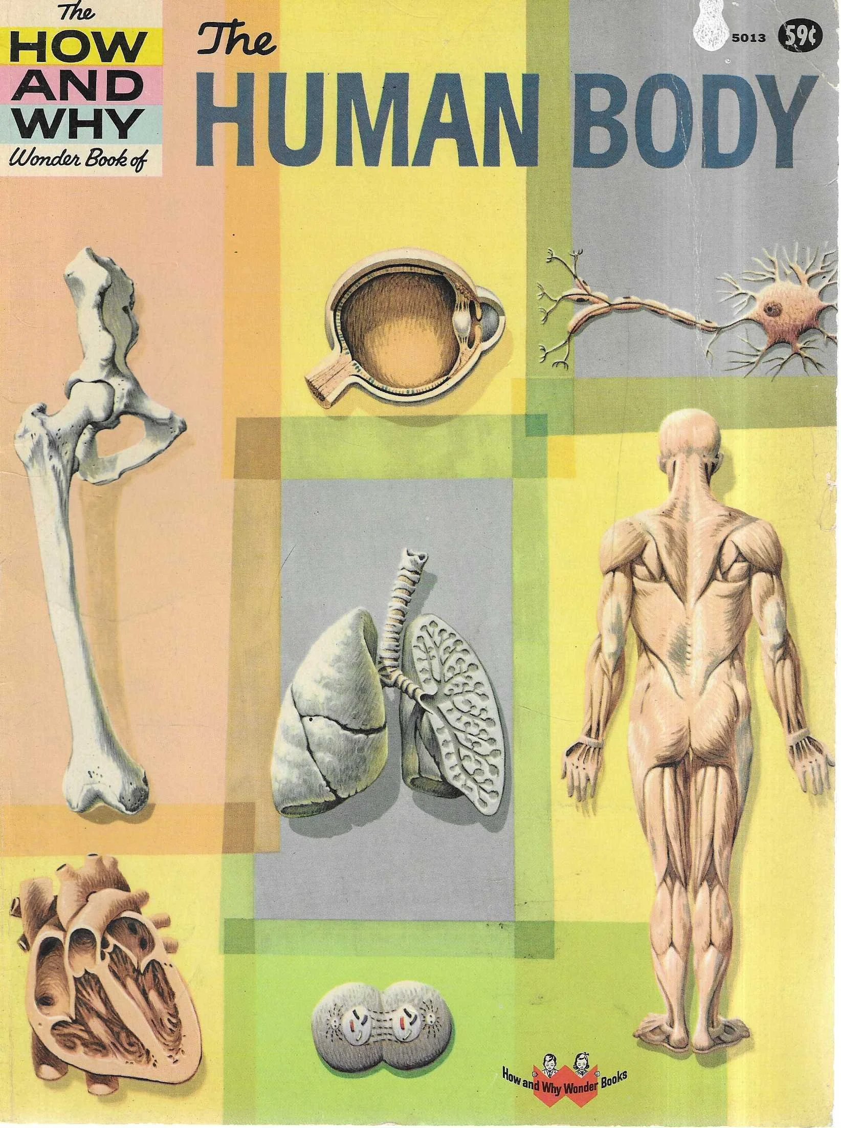 The How And Why Wonder Book Of The Human Body London Court Books the-how-and-why-wonder-book-of-the-human-body-london-court-books