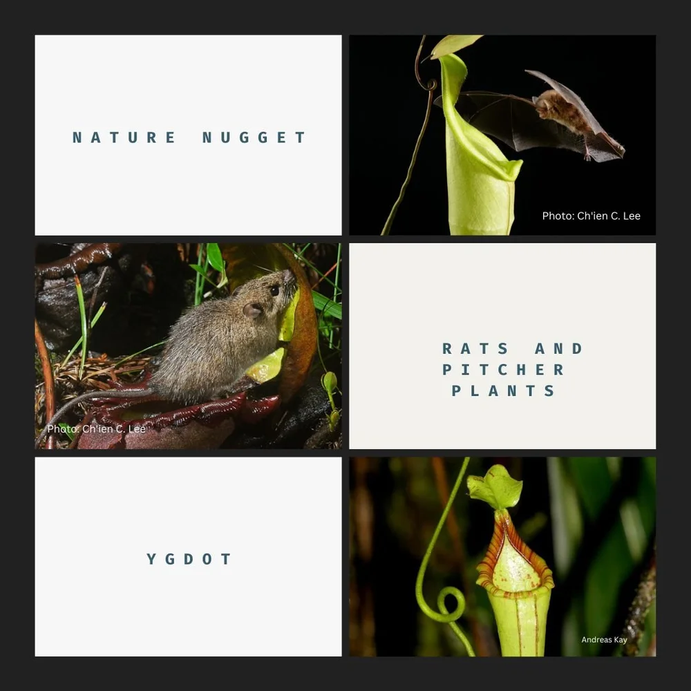 Nature Nugget: Rats Peeing in Pitcher Plants! — You're Gonna Die Out There
