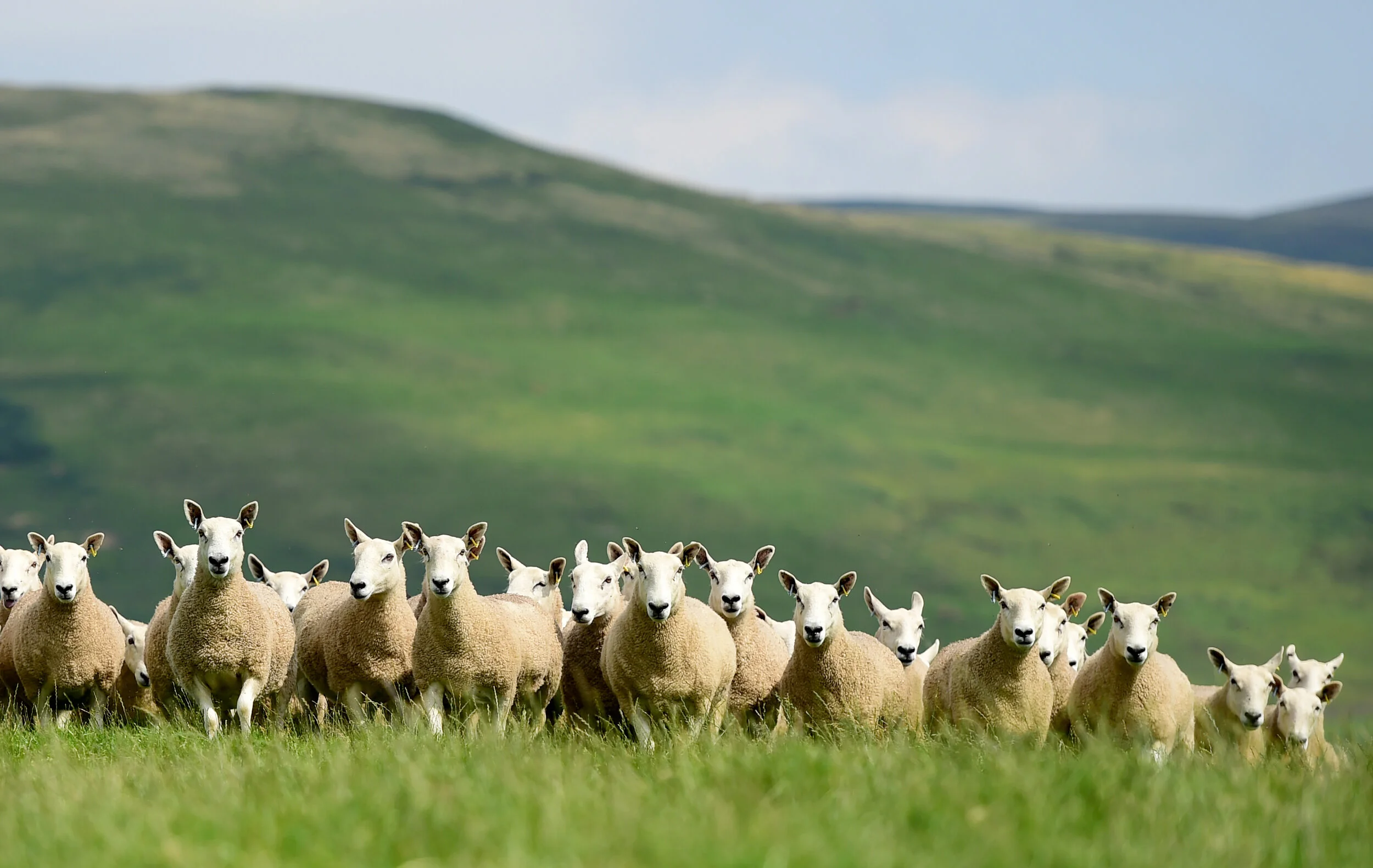 Gallery 1 — Jalex Livestock