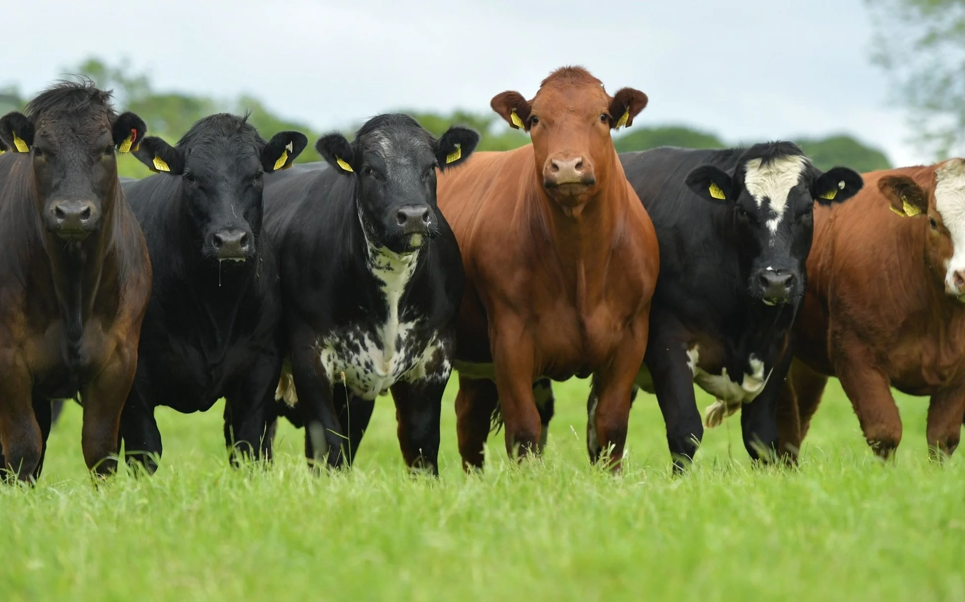 Cattle Home — Jalex Livestock