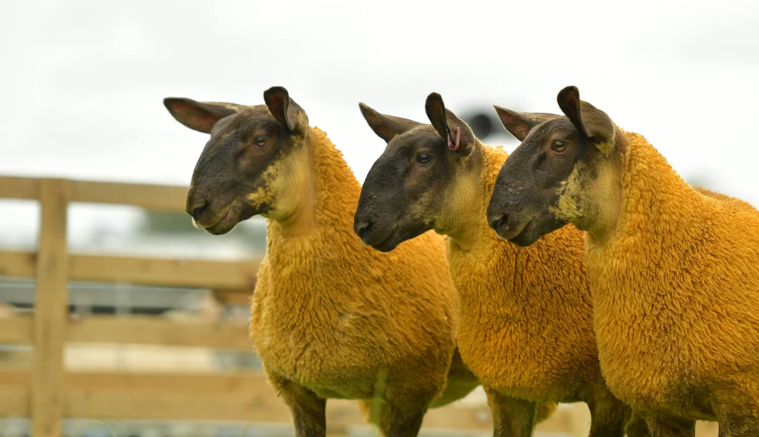 Gallery 1 — Jalex Livestock