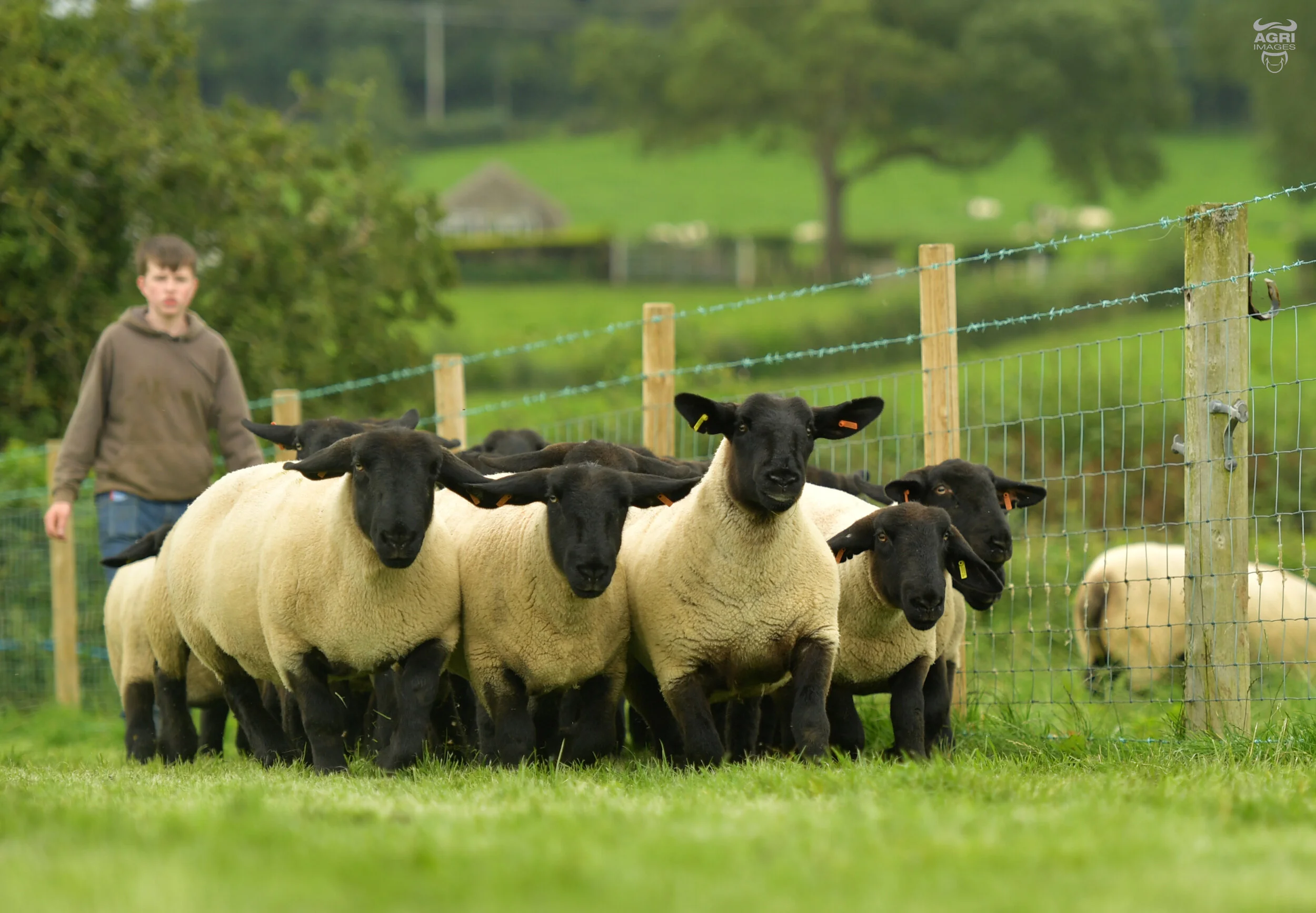 Gallery 1 — Jalex Livestock