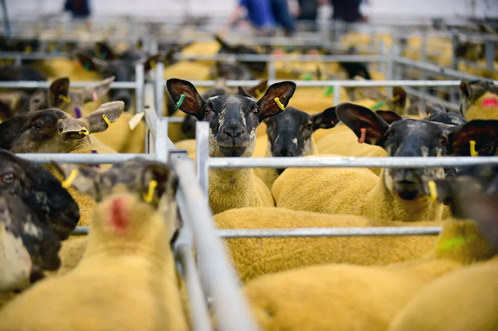 2023 Sheep Sale — Jalex Livestock