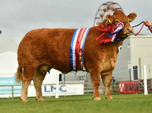 Cattle Home — Jalex Livestock