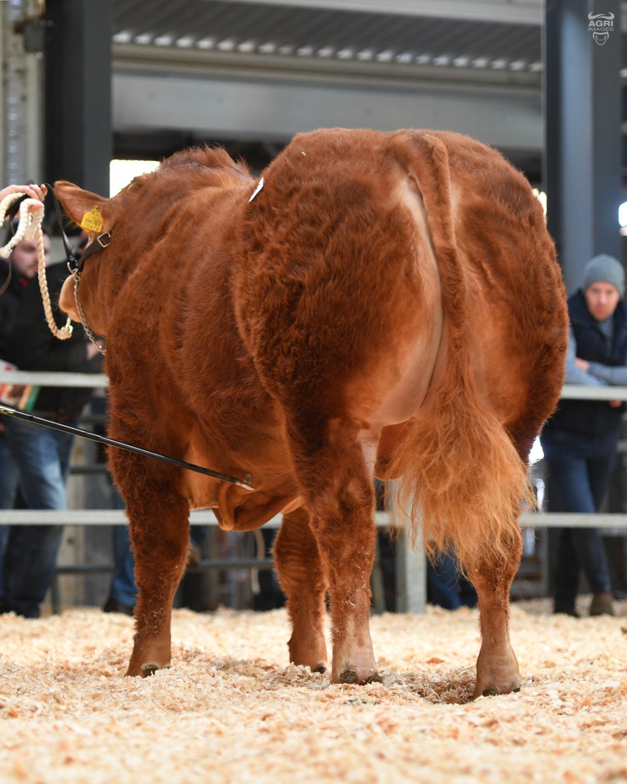 Jalex Bulls — Jalex Livestock