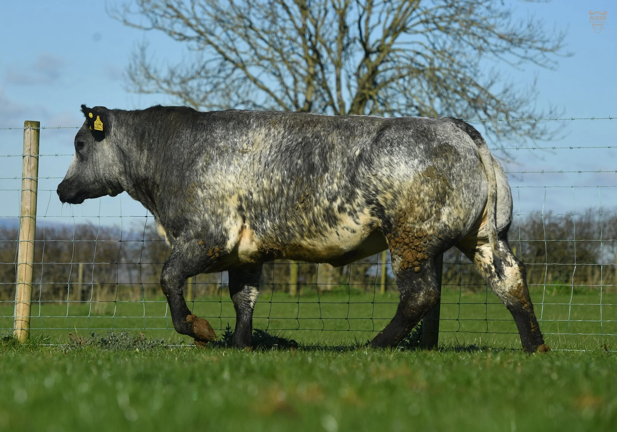 Jalex Select Sale — Jalex Livestock