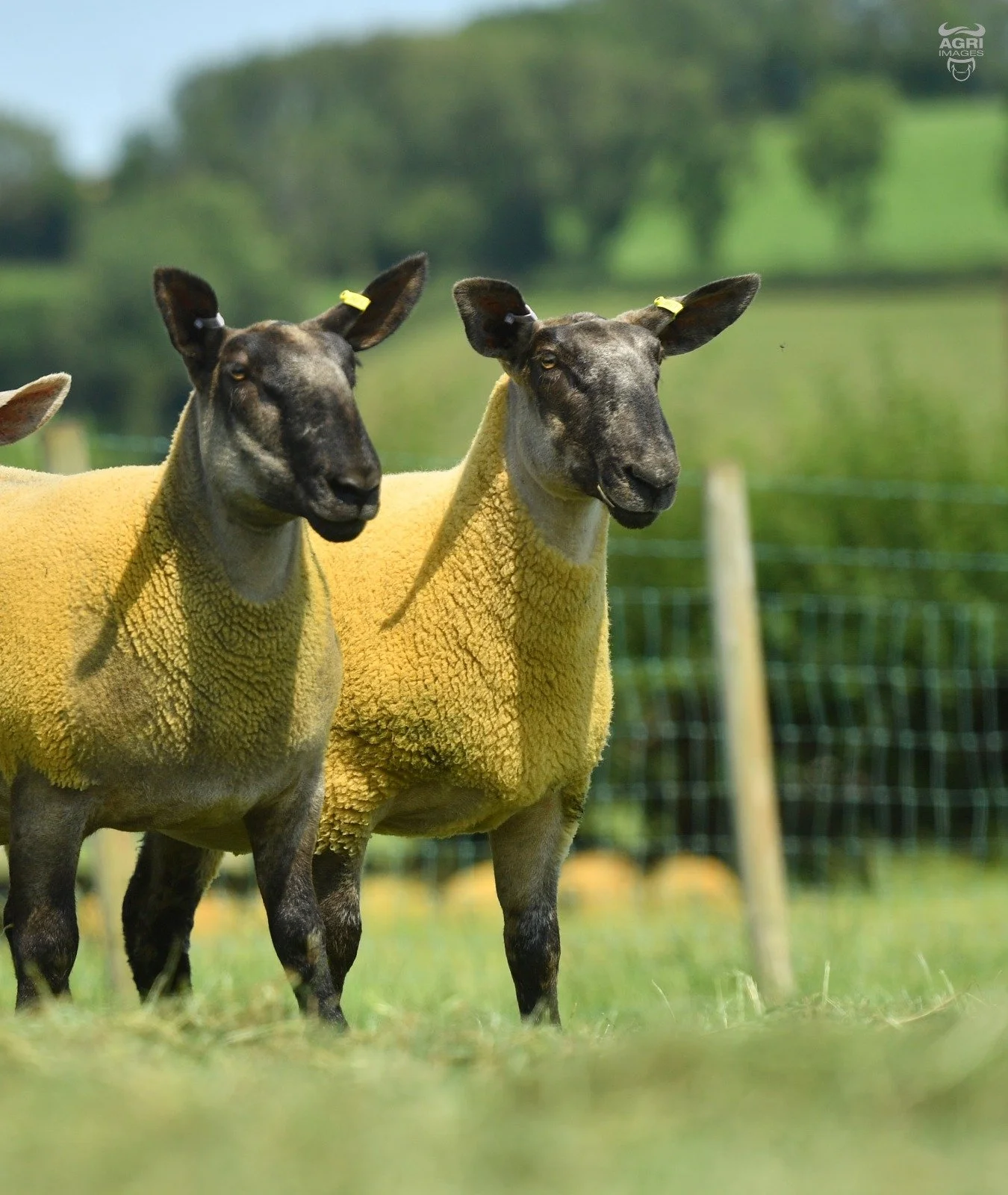 2023 Sheep Sale — Jalex Livestock