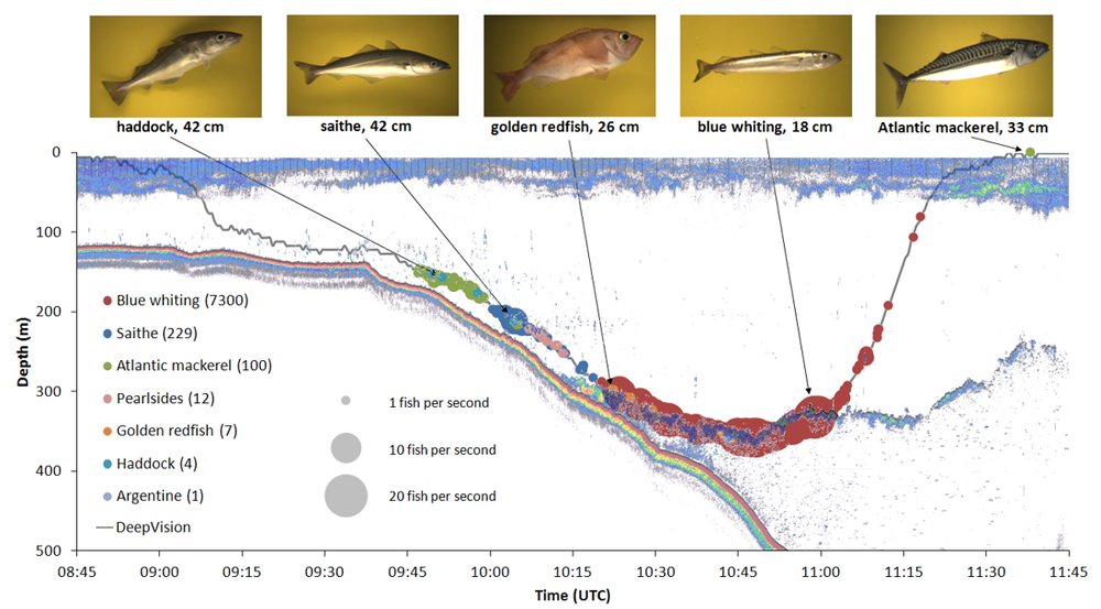 Deep Vision for Commercial Fisheries — Deep Vision