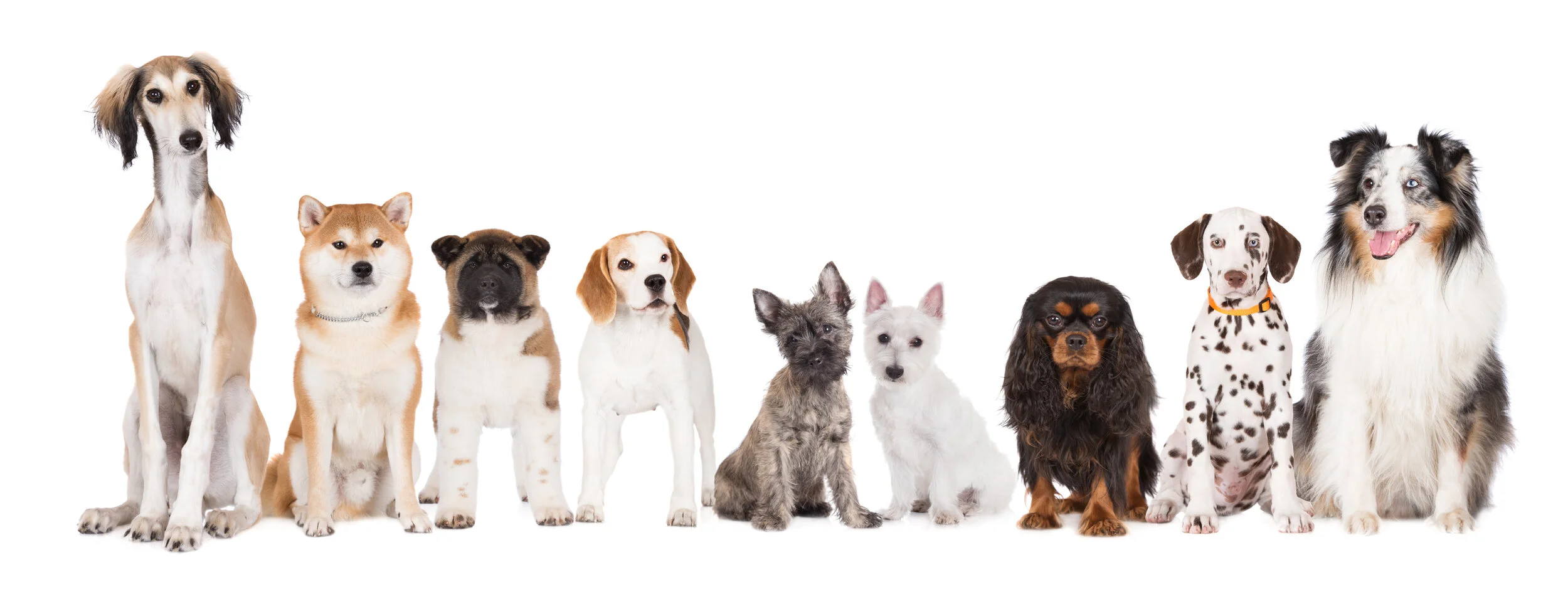 Sama Dog :: Holistic Living with Dogs