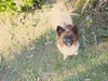 Dog Dosha: Vata | Support Your Dog's Wellbeing Today — Sama Dog Wellbeing