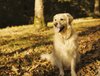 Dog Dosha: Kapha | Enhance Your Dog's Wellbeing Today! — Sama Dog Wellbeing