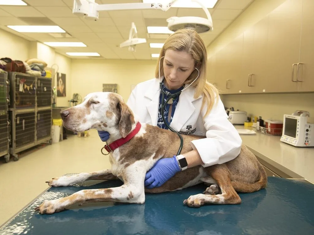 Can Blood Work Detect Cancer In Dogs