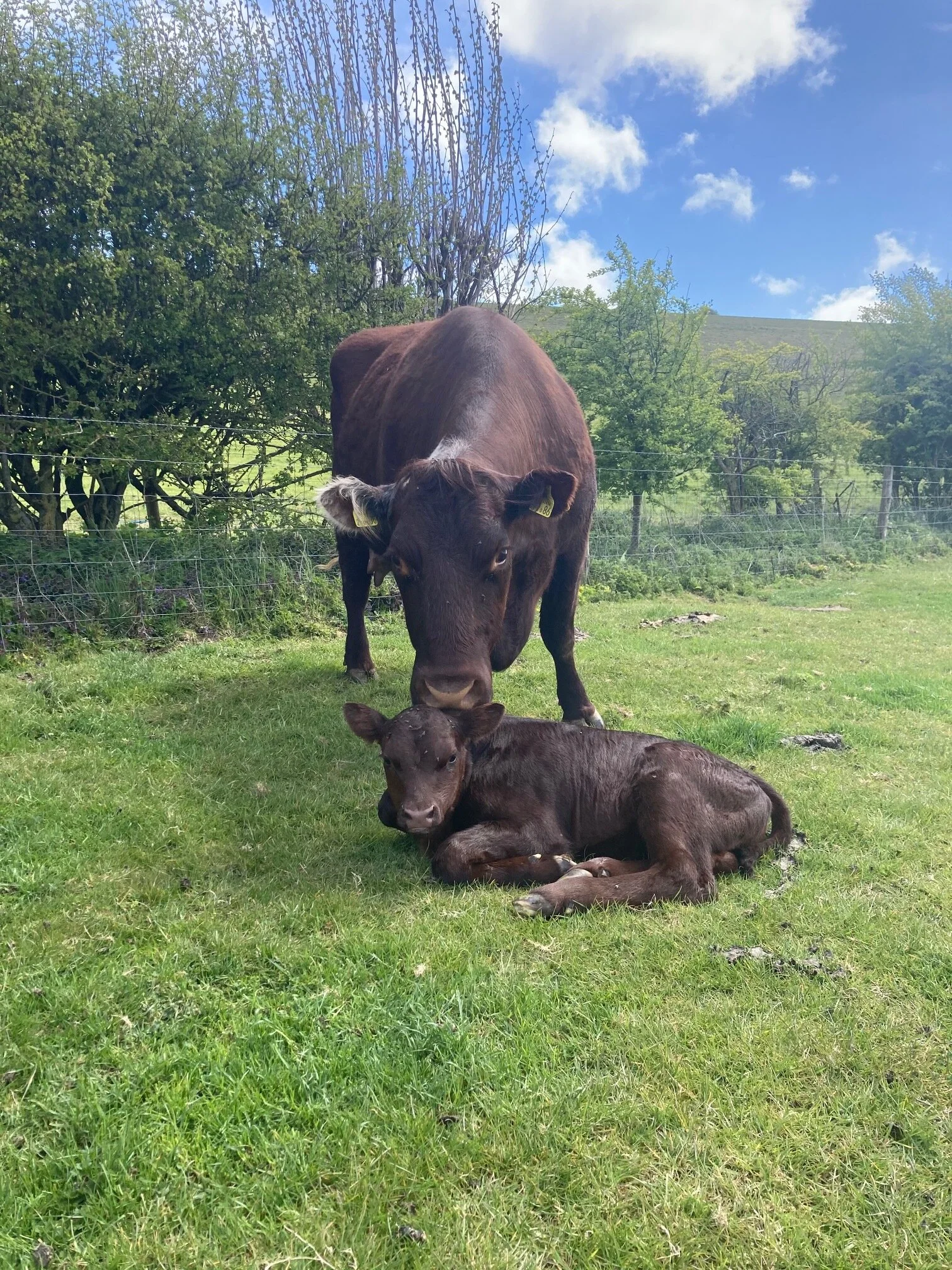 Visit Us | Explore Sustainable Farming - Visit Us Today — Saddlescombe Farm