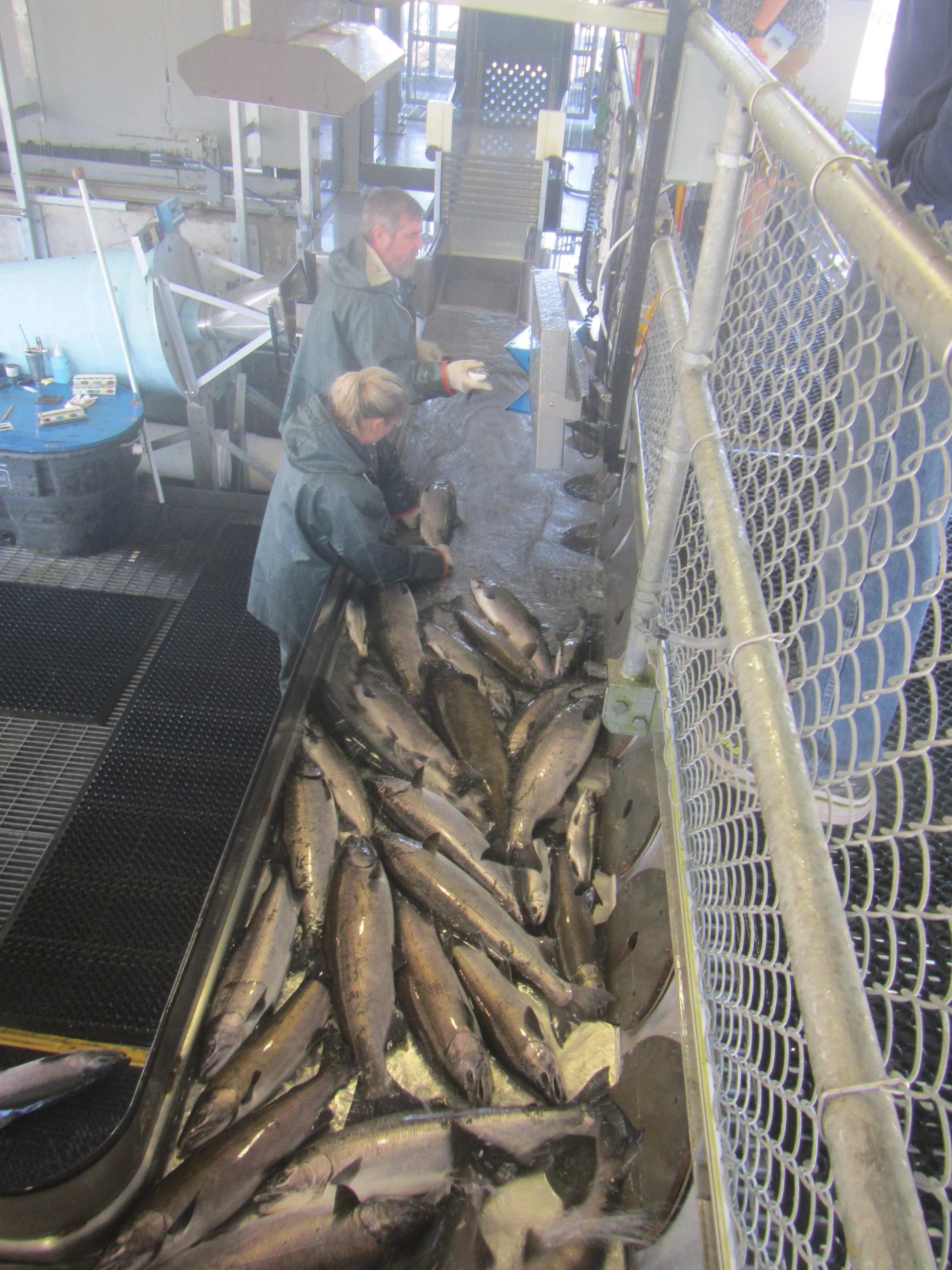 Where did the salmon go? — Lower Columbia Canoe Club