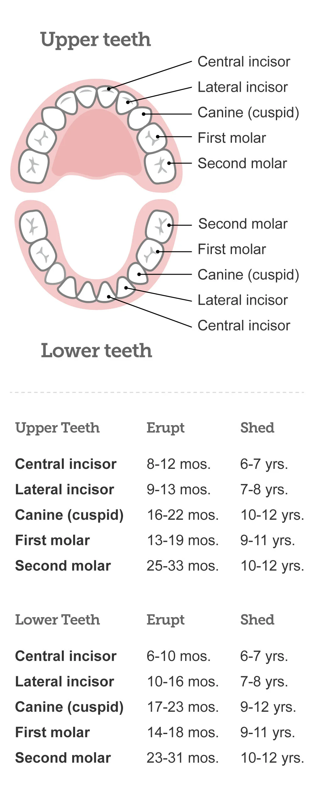 Tooth Eruption — Cow Camp Pediatric Dentistry