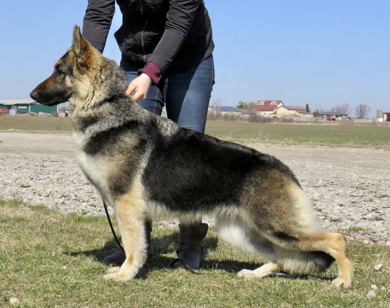 Our Dogs — TIMBERLINE