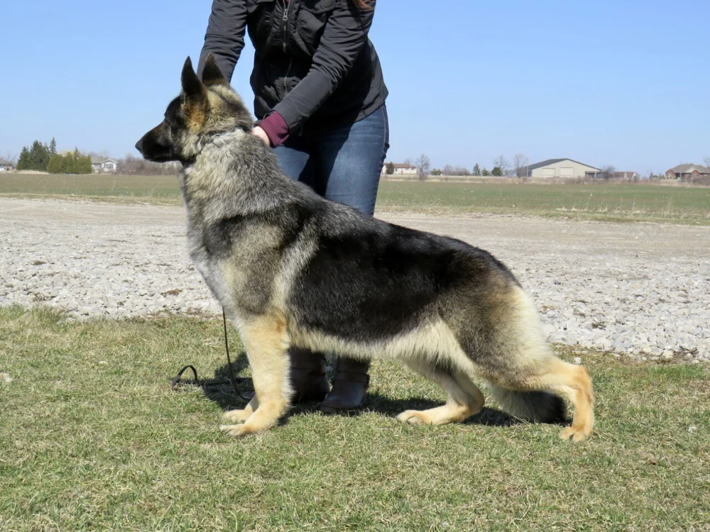Our Dogs — TIMBERLINE