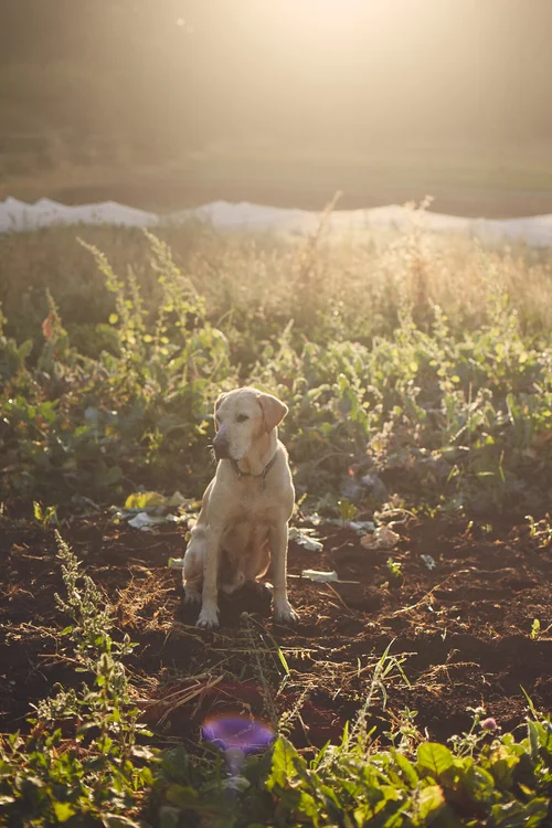 Tumbleweed Farm — NASHCO - WE MAKE IT REAL