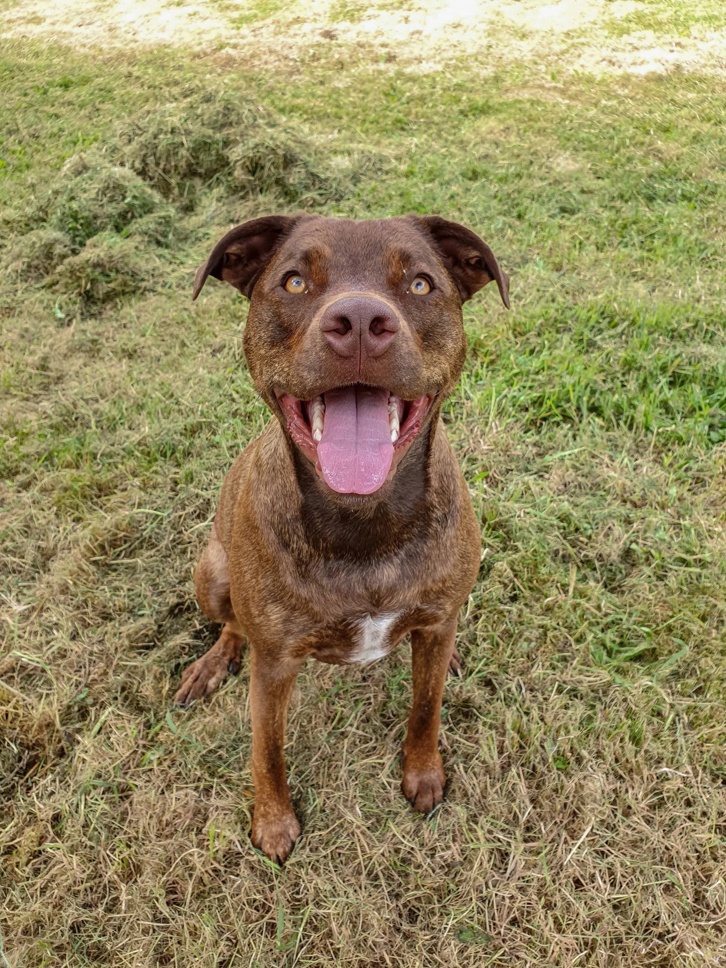 The Dog Dynamic - Behaviour & Training