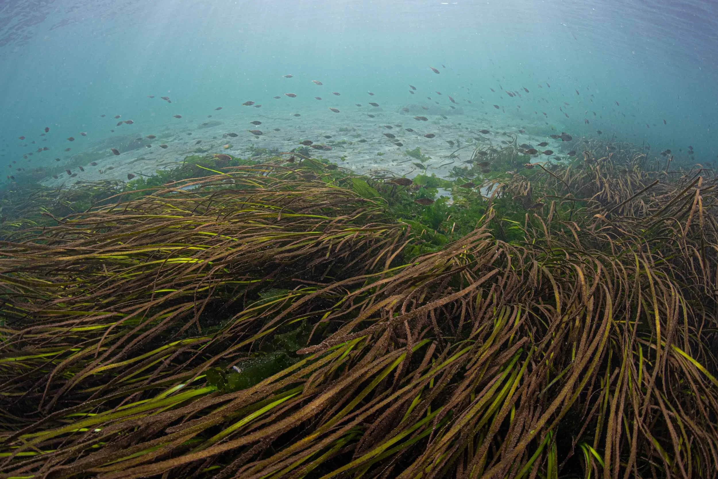 About Edmonds Underwater Park Marine Conservation Area and Bird ...