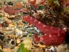 Gunnels—PNW Ocean Life—Species Identification — Edmonds Underwater Park