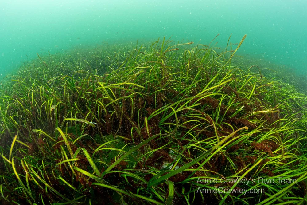 Red Algae—Seaweed—PNW Ocean Life—Species Identification — Edmonds ...