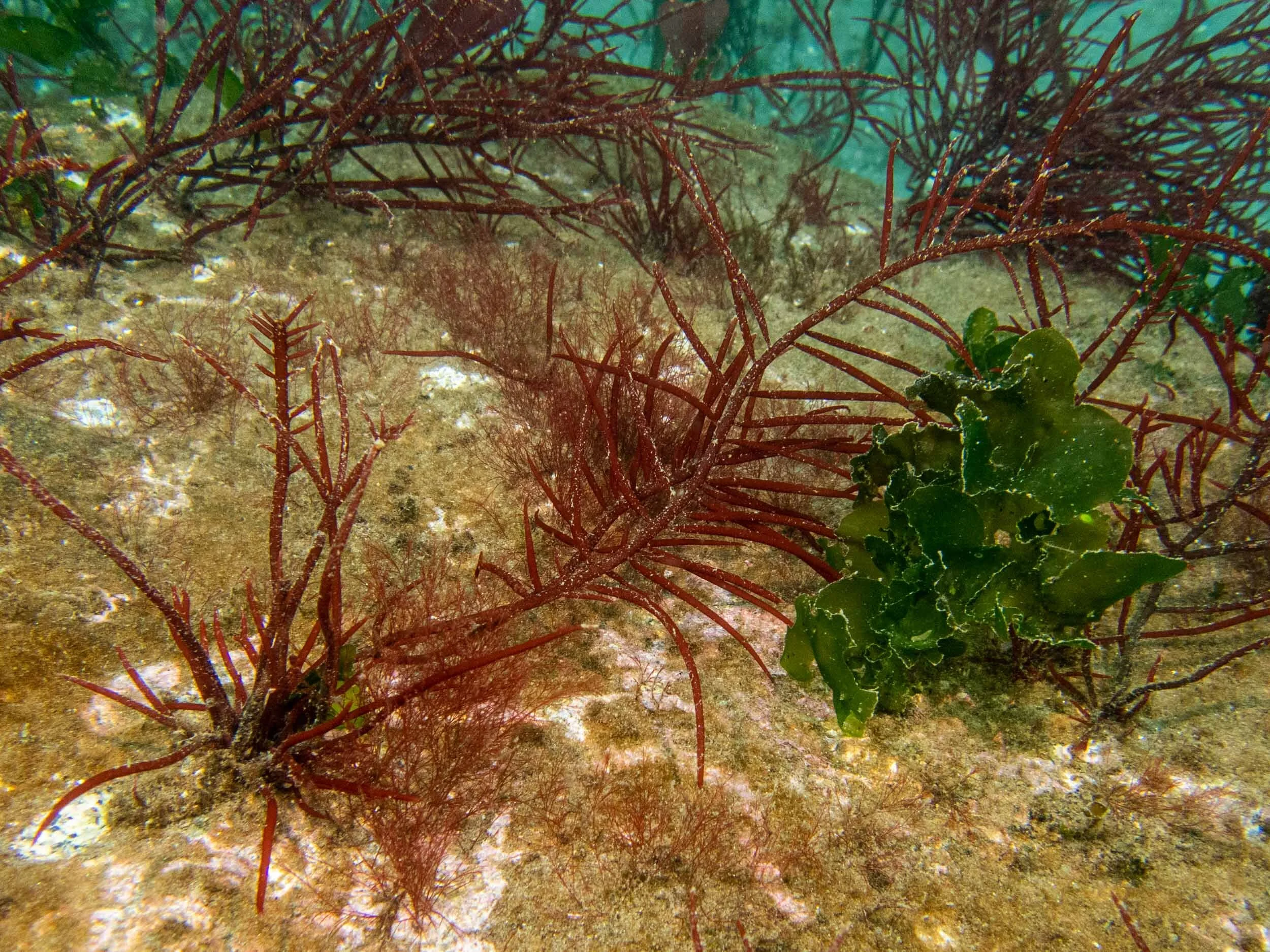 Red Algae—Seaweed—PNW Ocean Life—Species Identification — Edmonds ...