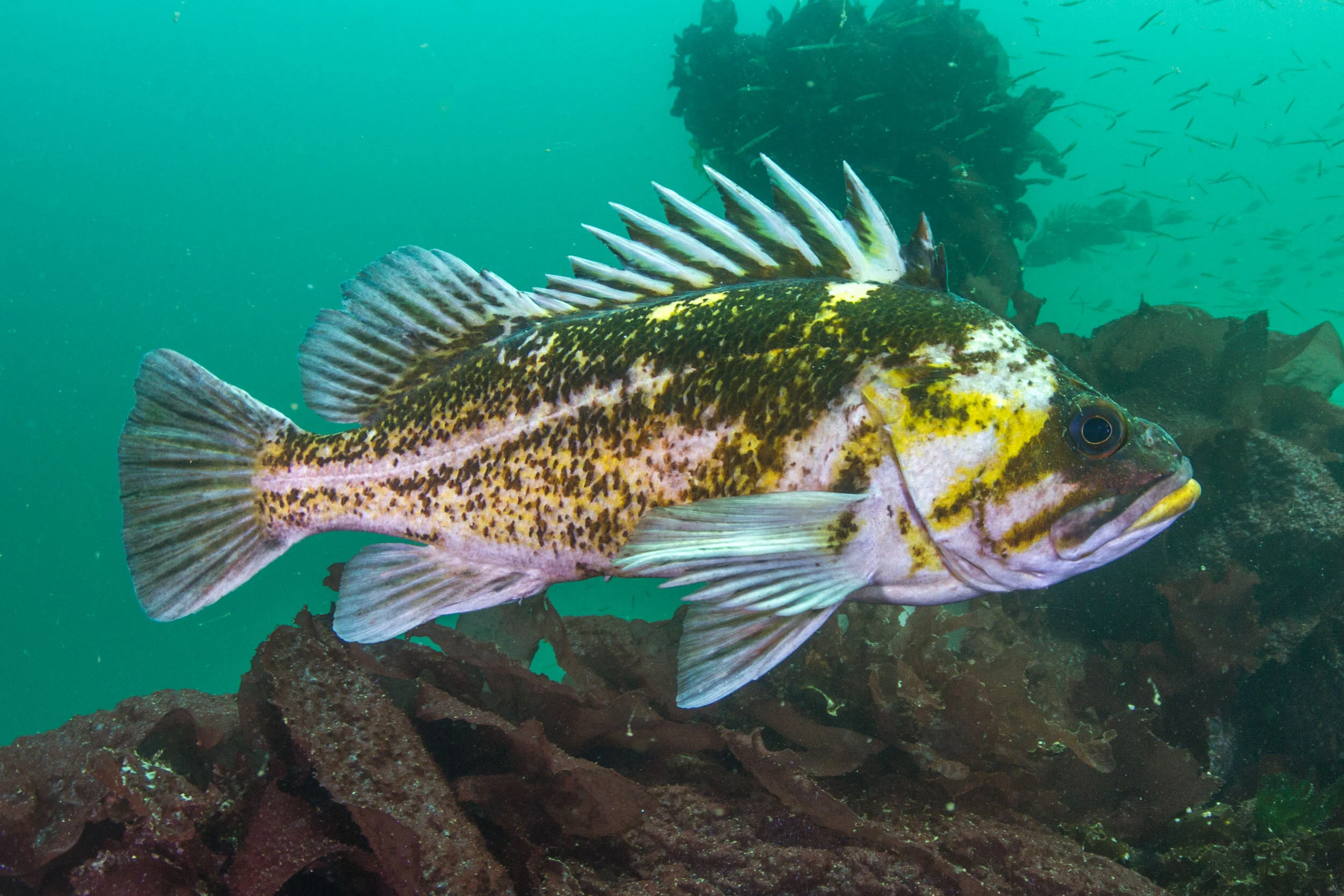 Fish—PNW Ocean Life—Species Identification — Edmonds Underwater Park