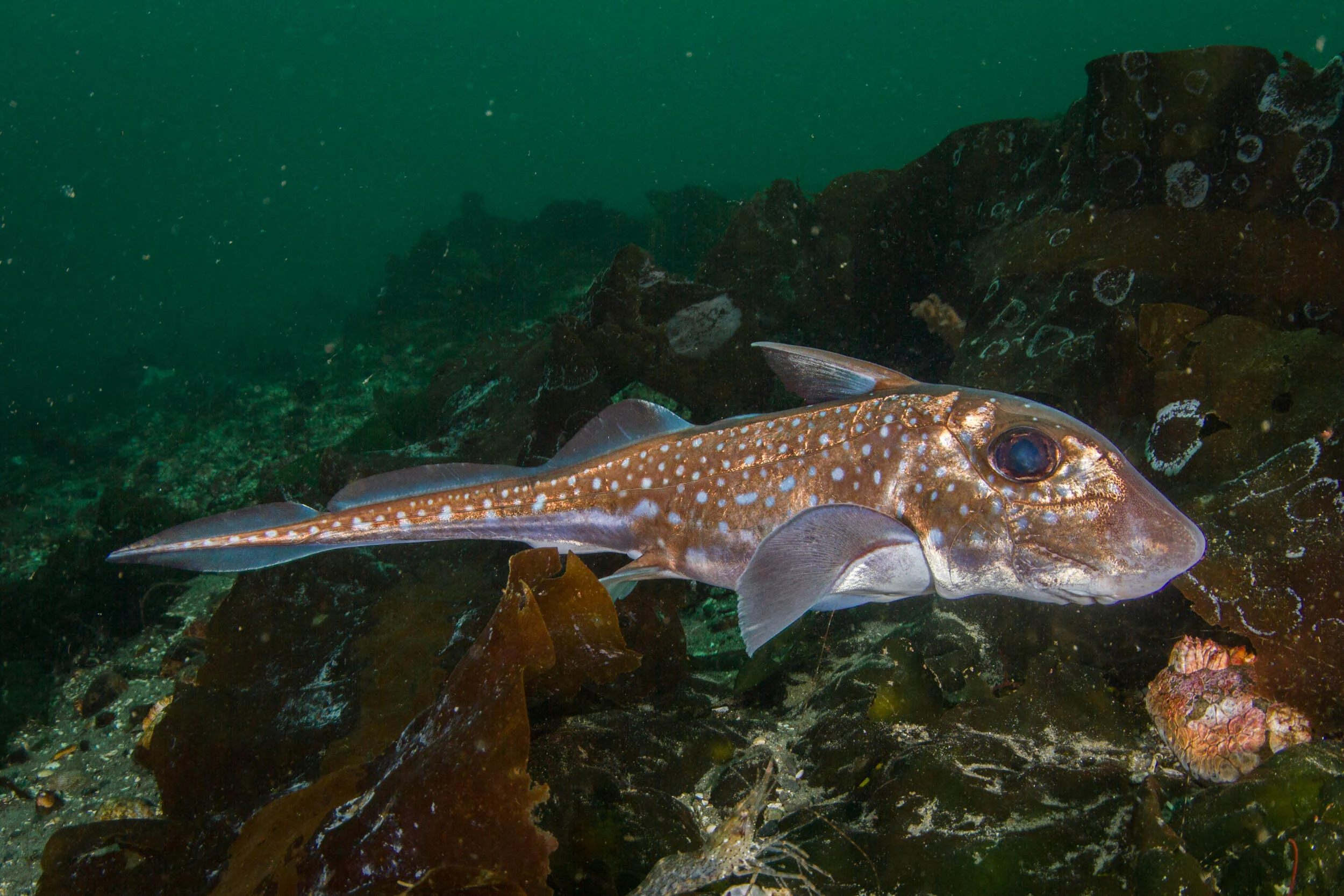 Fish—PNW Ocean Life—Species Identification — Edmonds Underwater Park