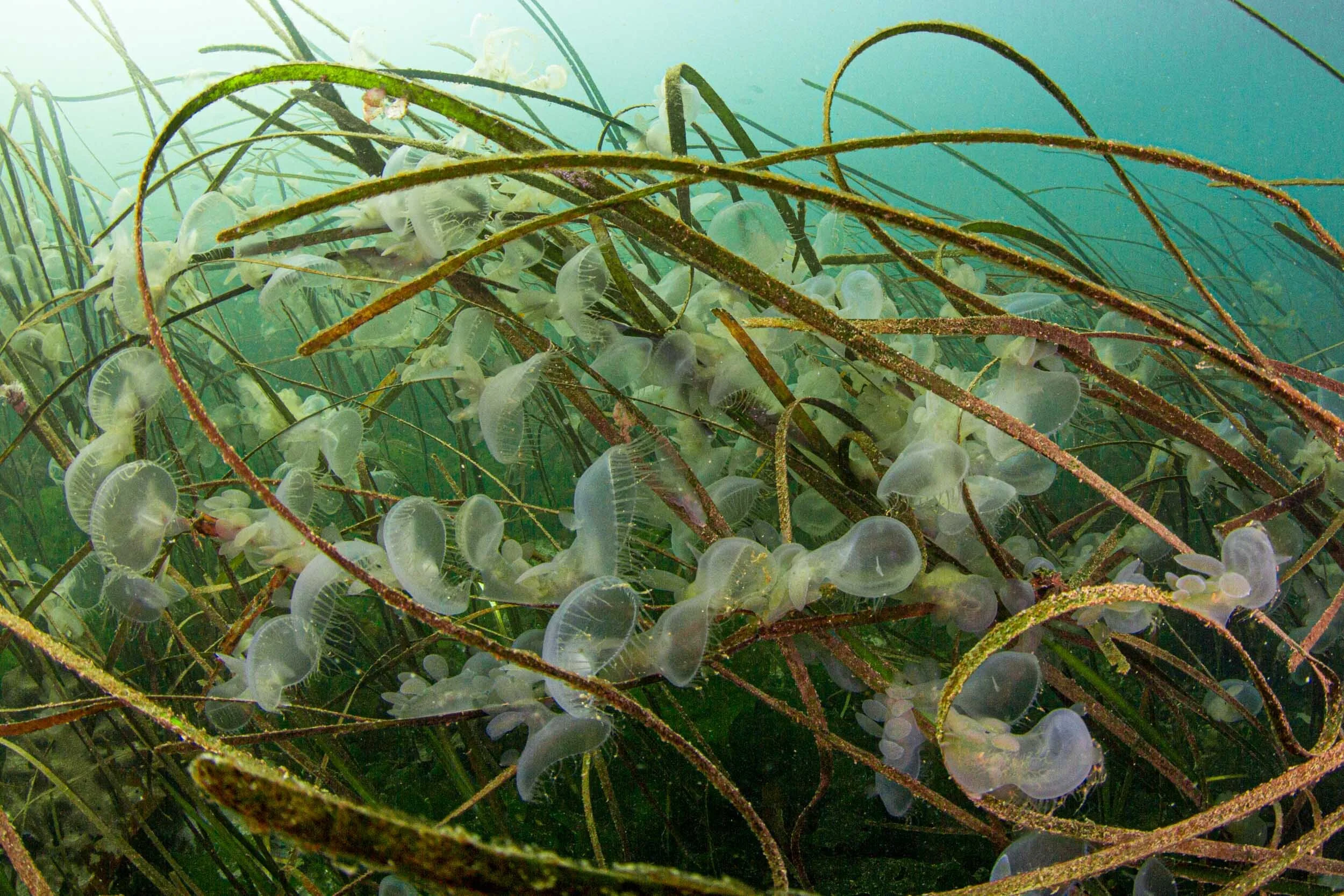Ocean Life—Marine Life—Birds—Fish—Ecosystems — Edmonds Underwater Park