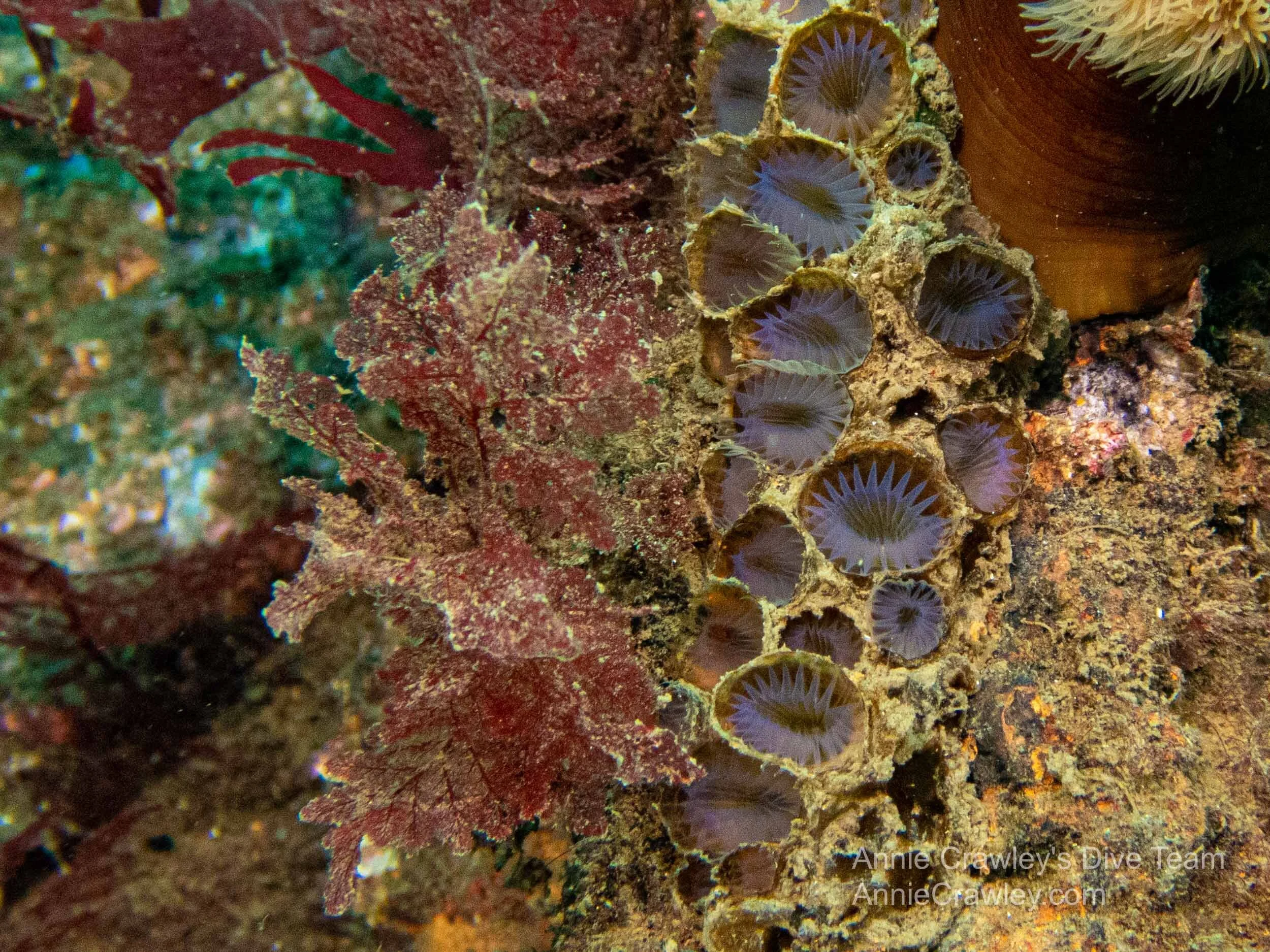 Meet Annie Crawley's Scuba Diving Team — Danny Stephenson — Edmonds ...