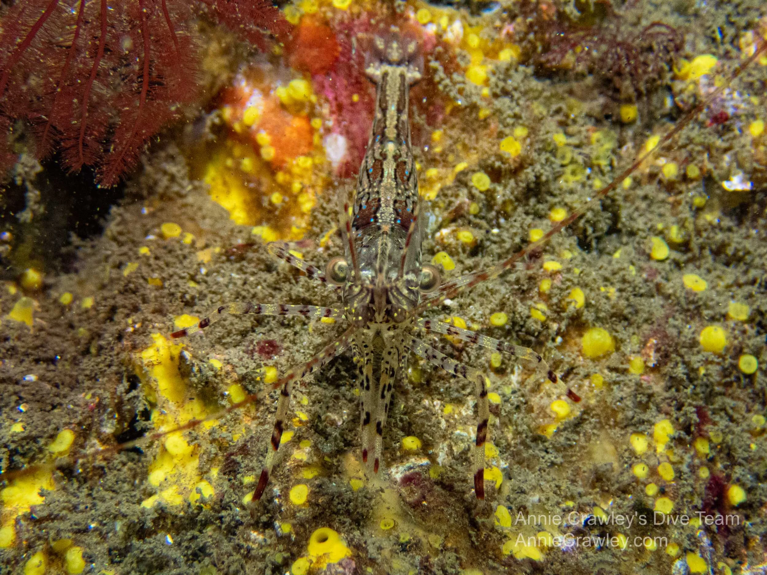 Meet Annie Crawley's Scuba Diving Team — Danny Stephenson — Edmonds ...