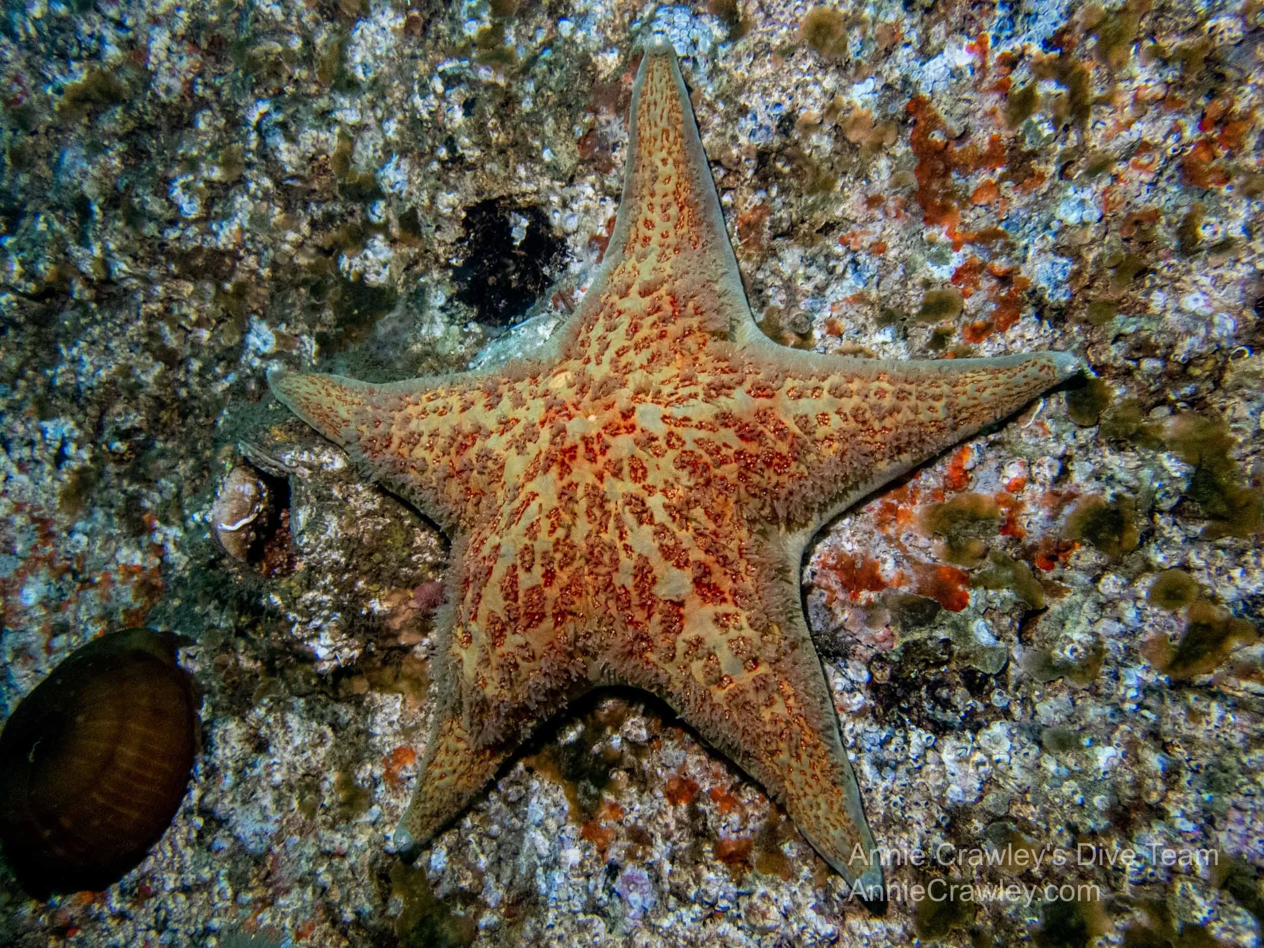 Meet Annie Crawley's Scuba Diving Team — Danny Stephenson — Edmonds ...