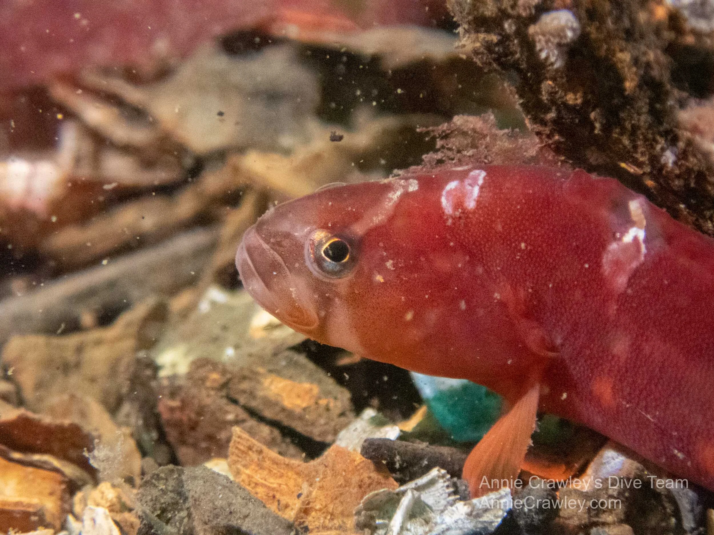 Meet Annie Crawley's Scuba Diving Team — Danny Stephenson — Edmonds ...