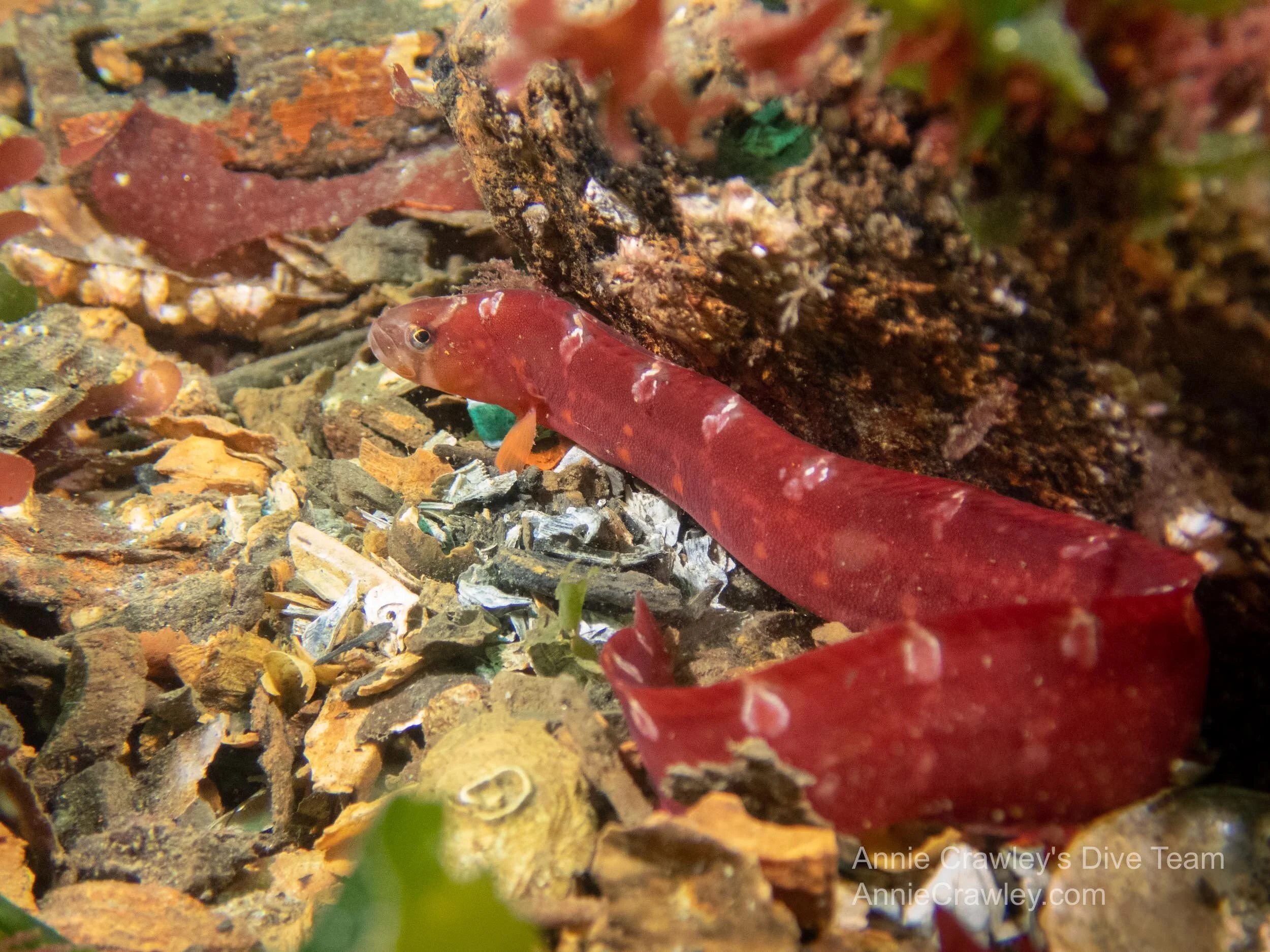Meet Annie Crawley's Scuba Diving Team — Danny Stephenson — Edmonds ...