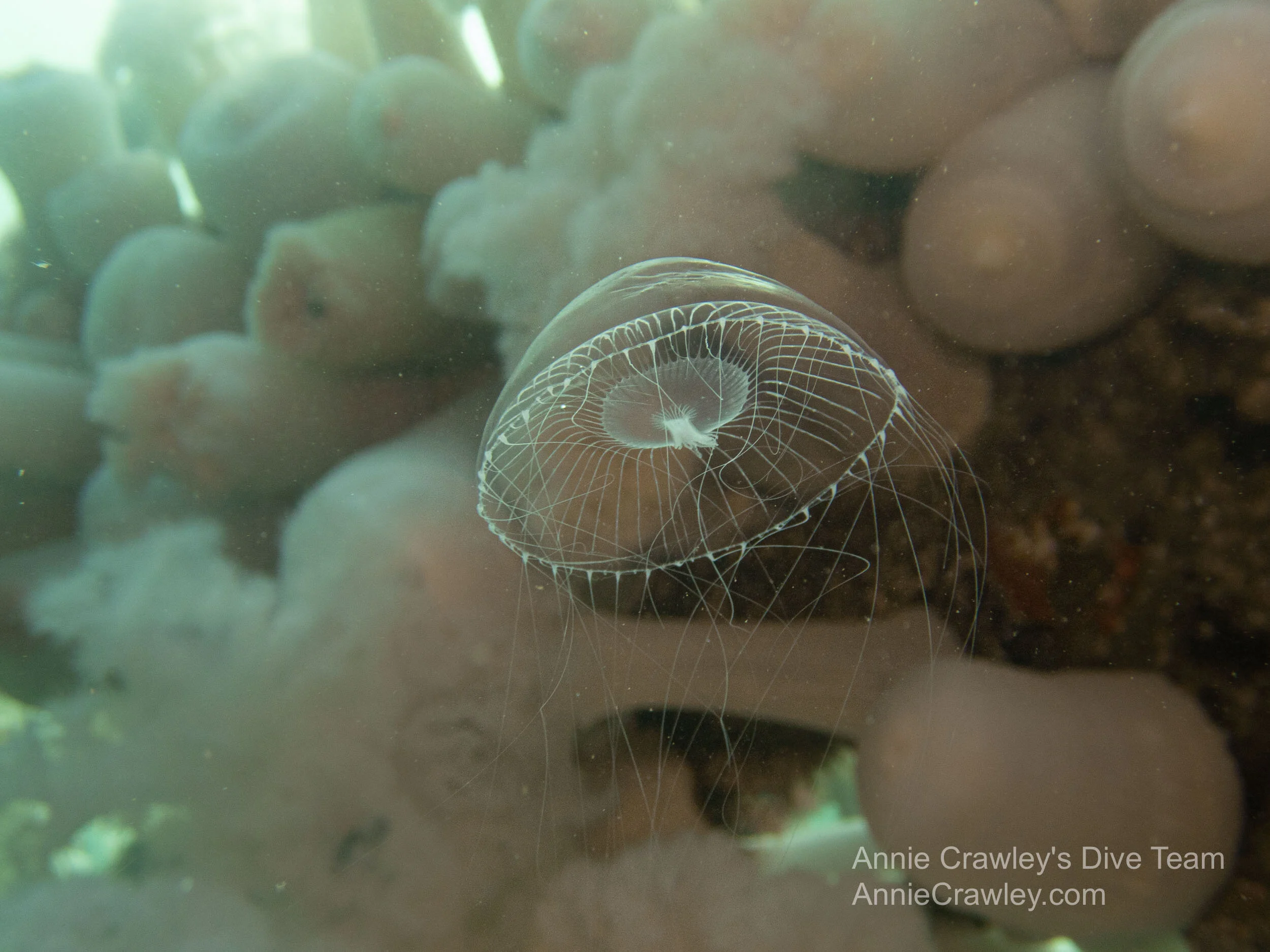 Meet Annie Crawley's Scuba Diving Team — Danny Stephenson — Edmonds ...