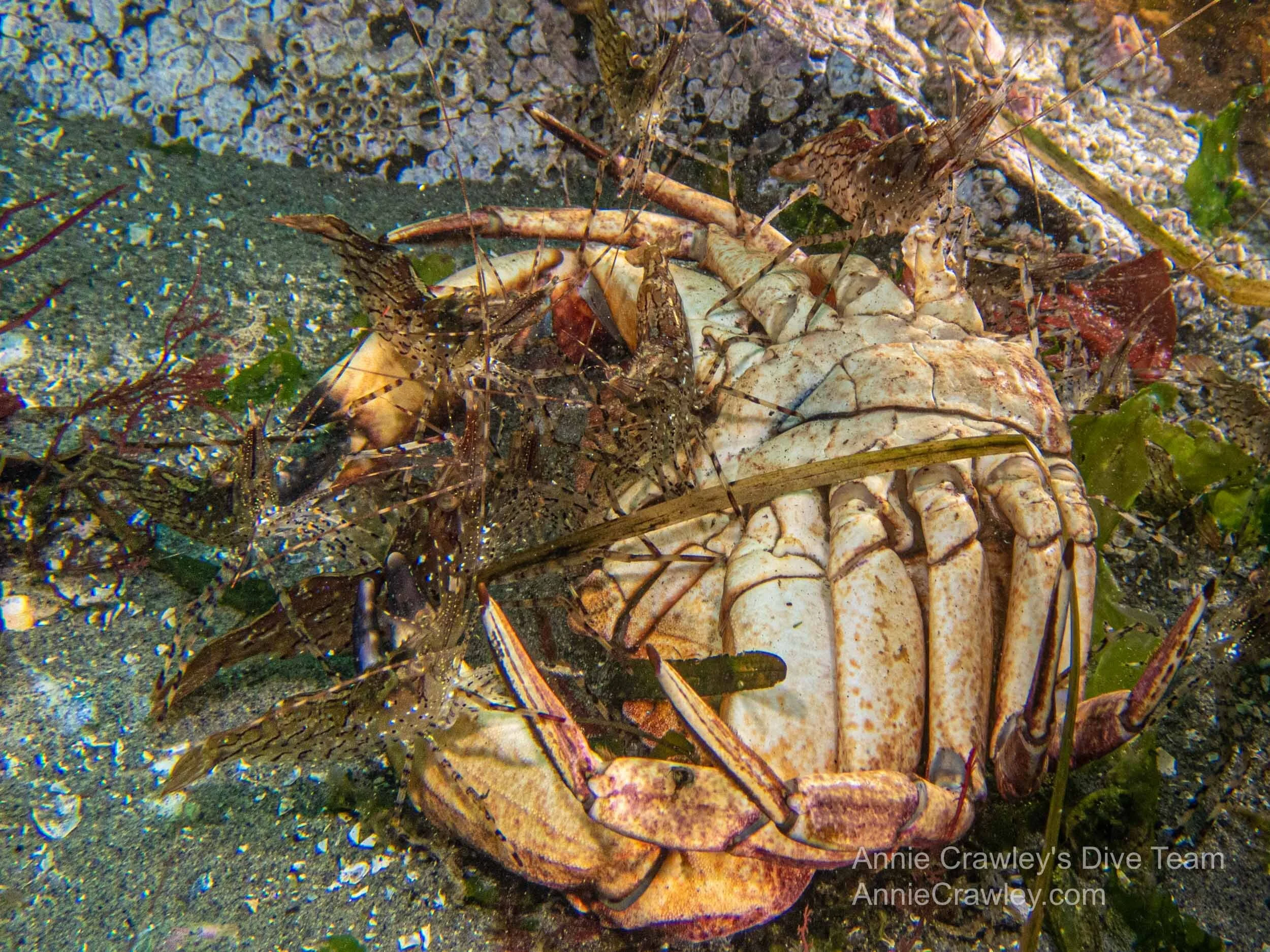 Meet Annie Crawley's Scuba Diving Team — Danny Stephenson — Edmonds ...