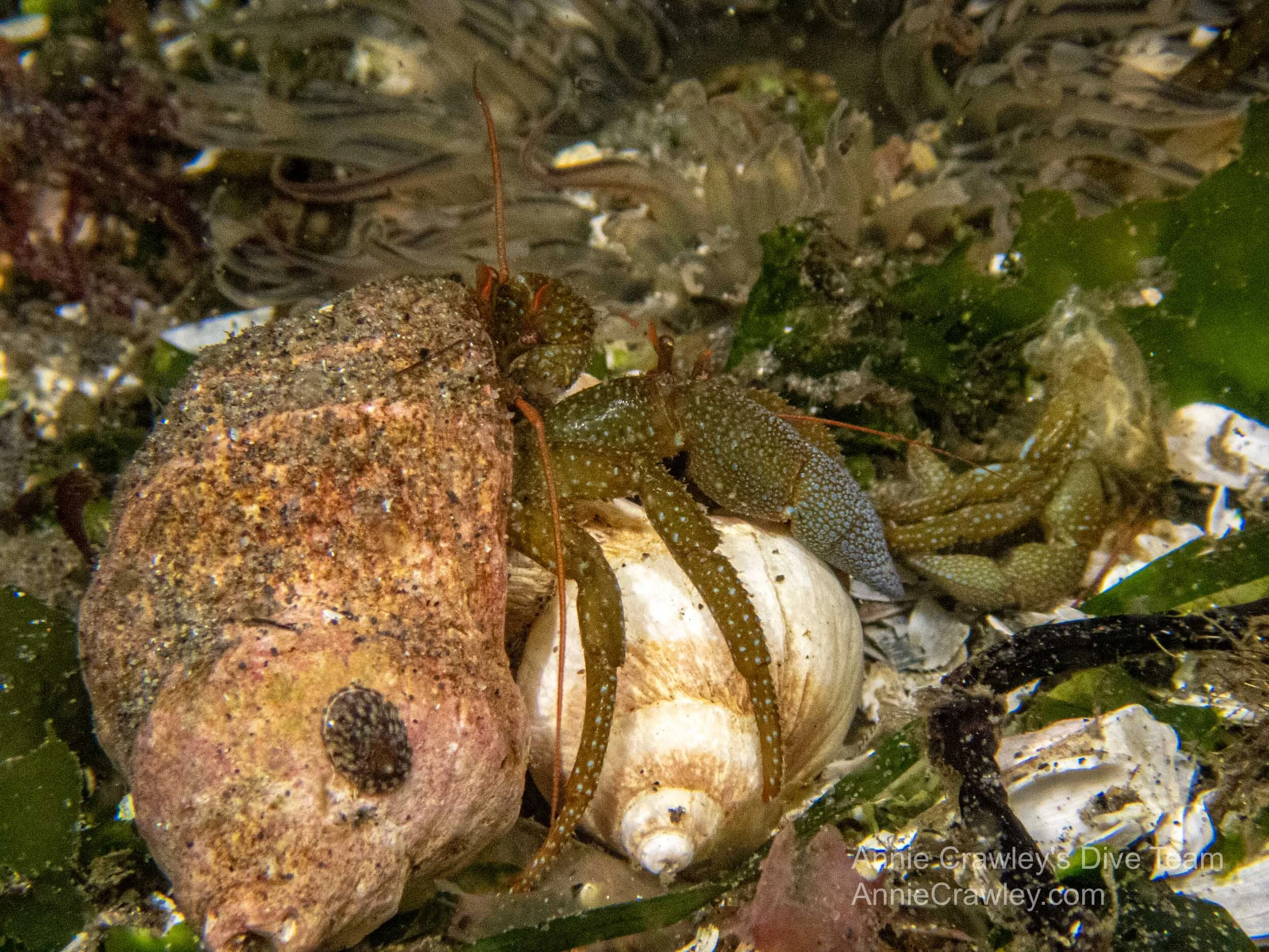 Meet Annie Crawley's Scuba Diving Team — Danny Stephenson — Edmonds ...