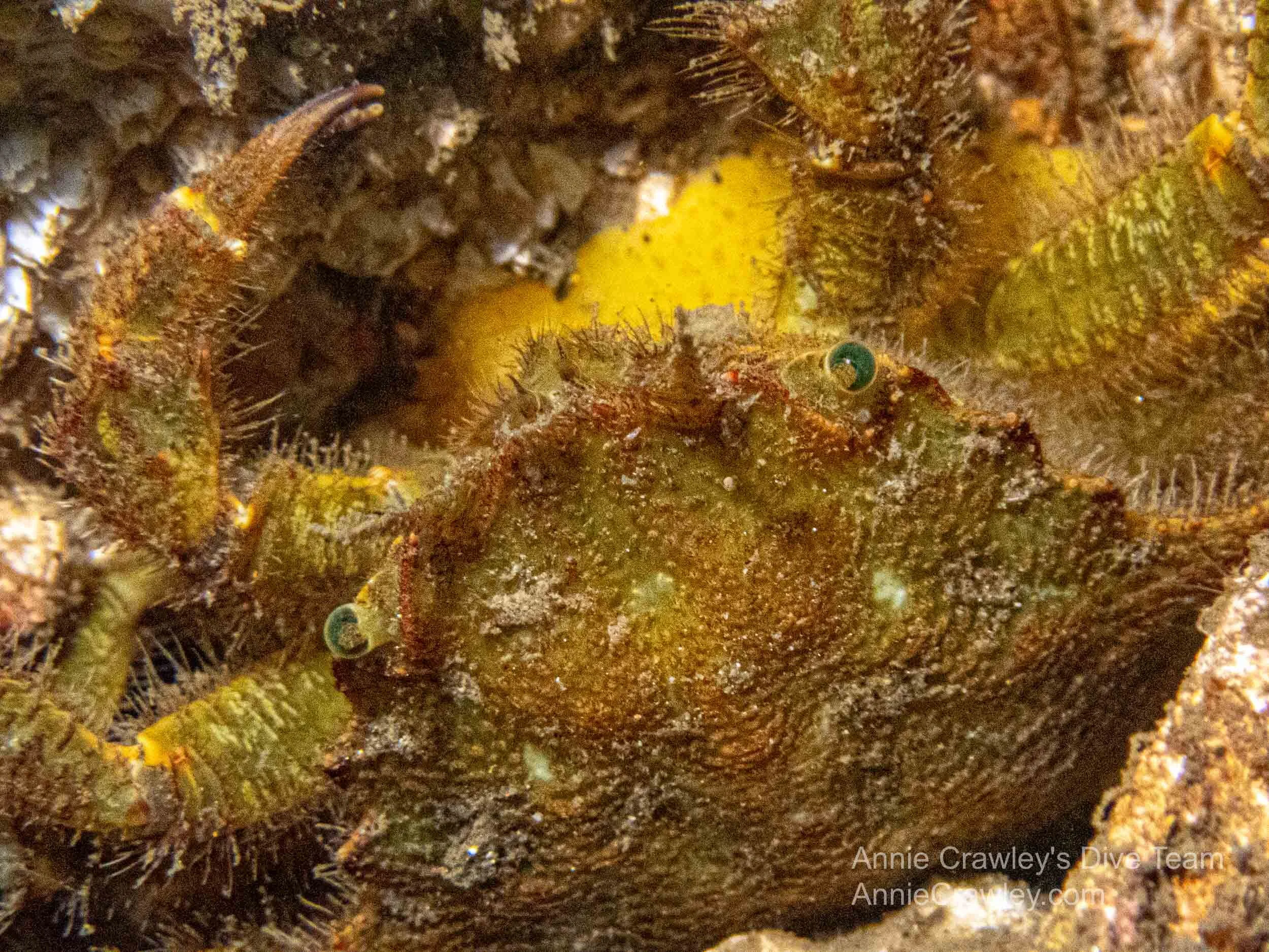 Meet Annie Crawley's Scuba Diving Team — Danny Stephenson — Edmonds ...