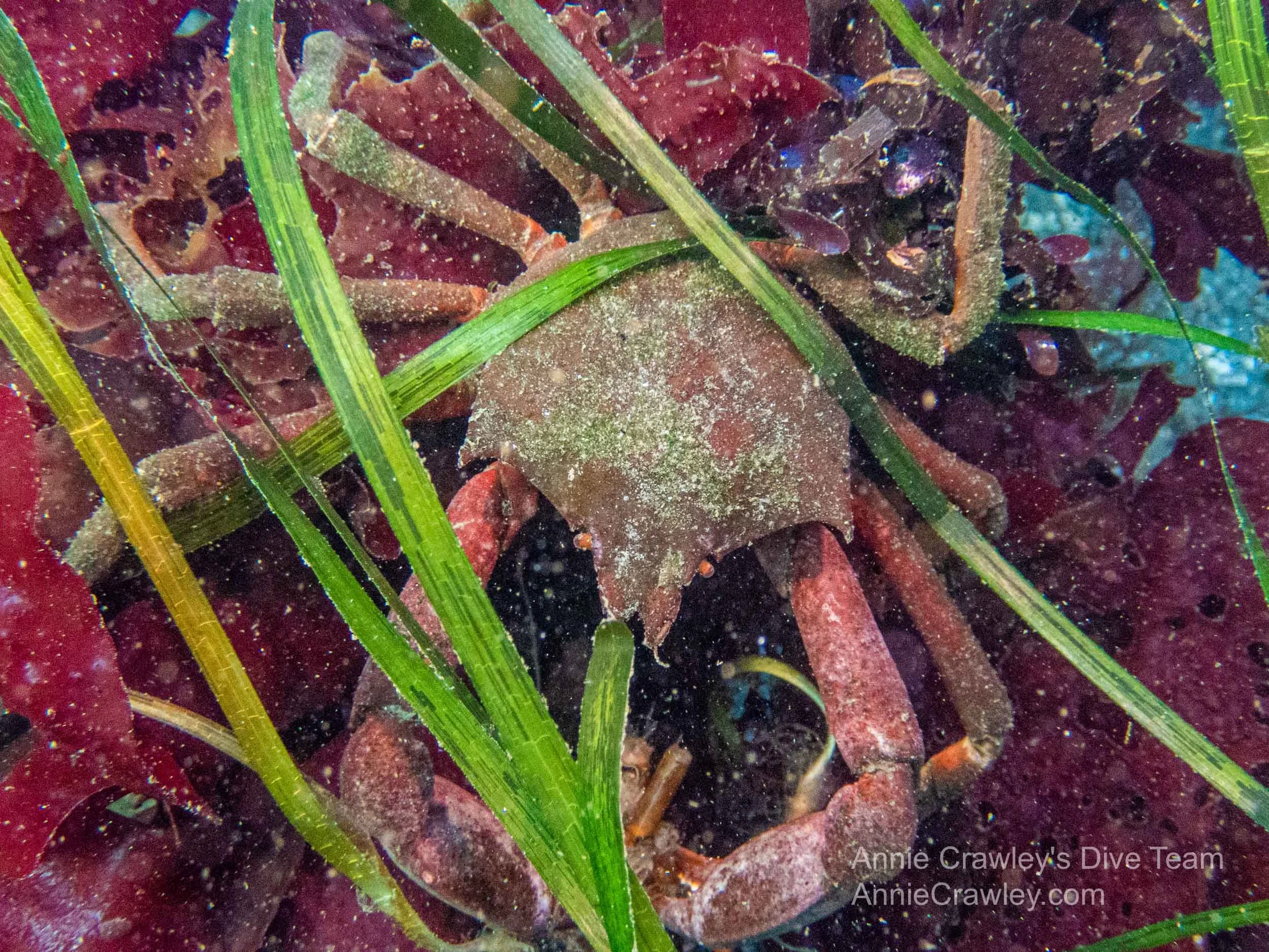 Meet Annie Crawley's Scuba Diving Team — Danny Stephenson — Edmonds ...