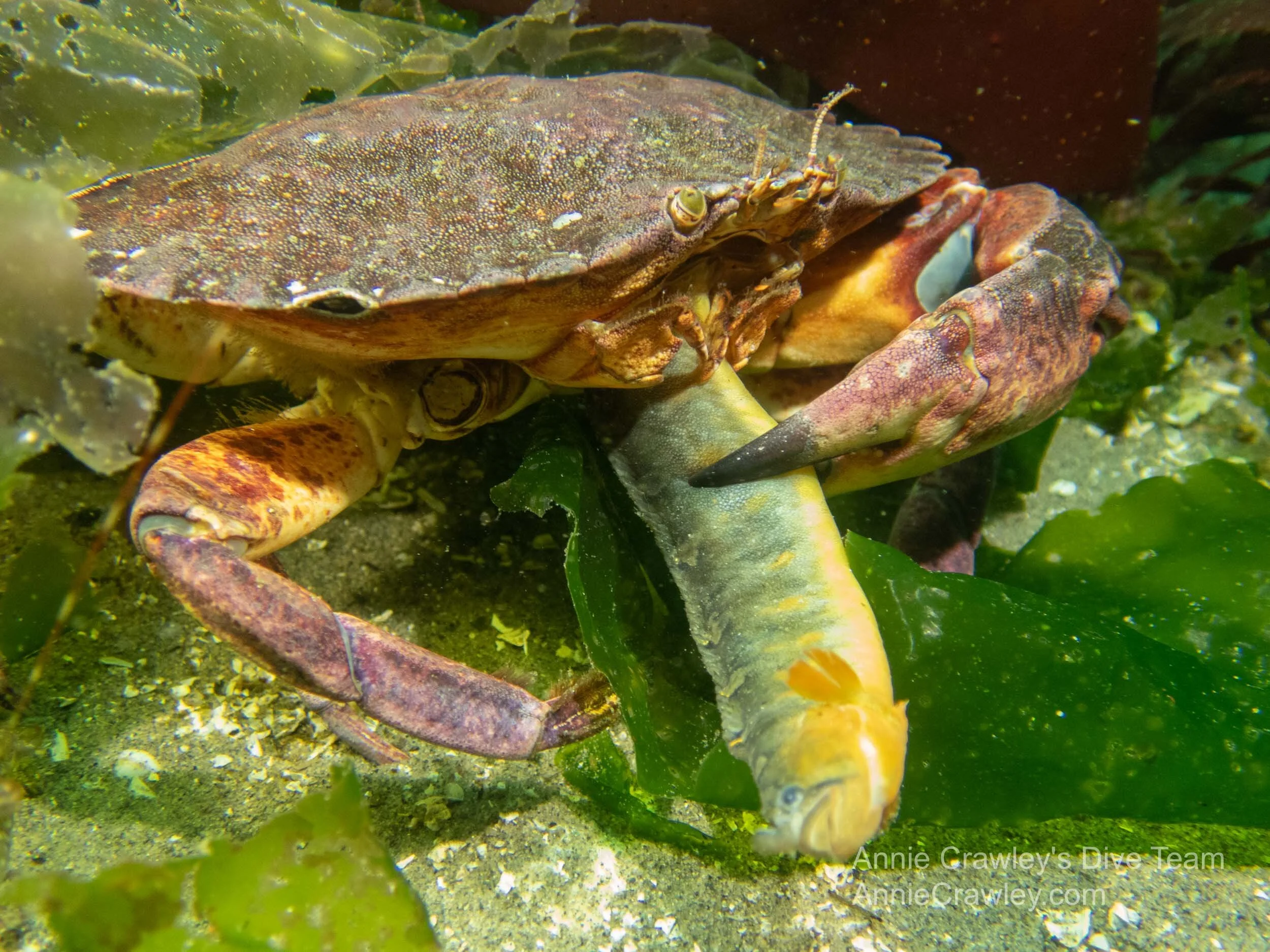 Meet Annie Crawley's Scuba Diving Team — Danny Stephenson — Edmonds ...