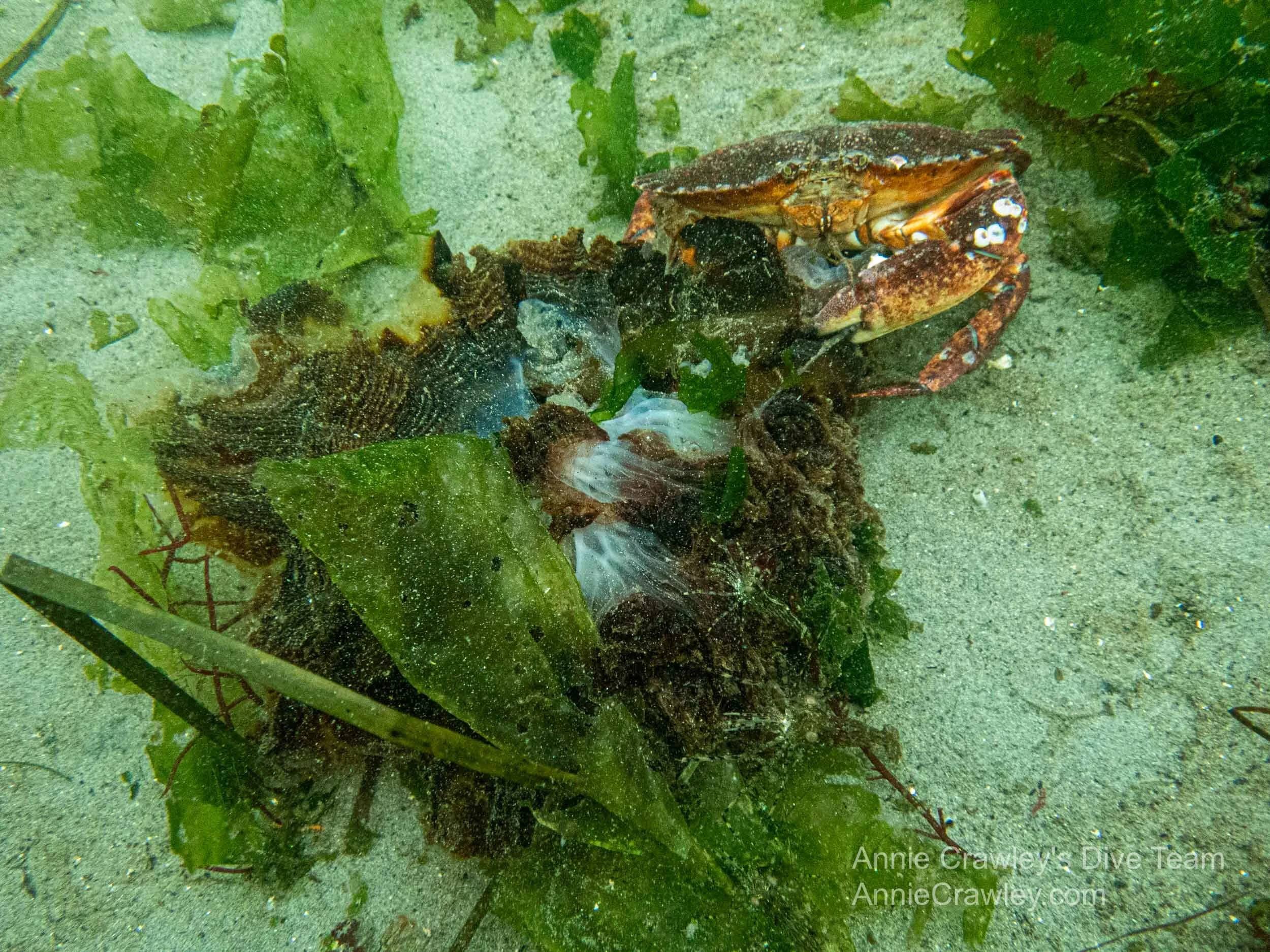 Meet Annie Crawley's Scuba Diving Team — Danny Stephenson — Edmonds ...