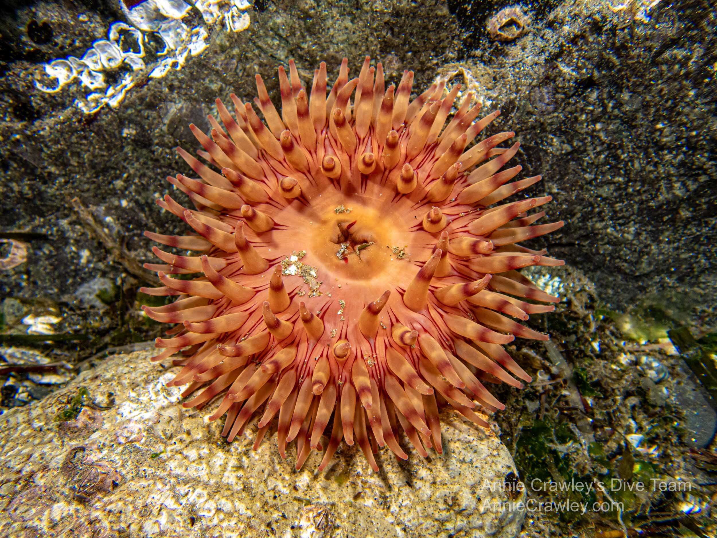 Meet Annie Crawley's Scuba Diving Team — Danny Stephenson — Edmonds ...