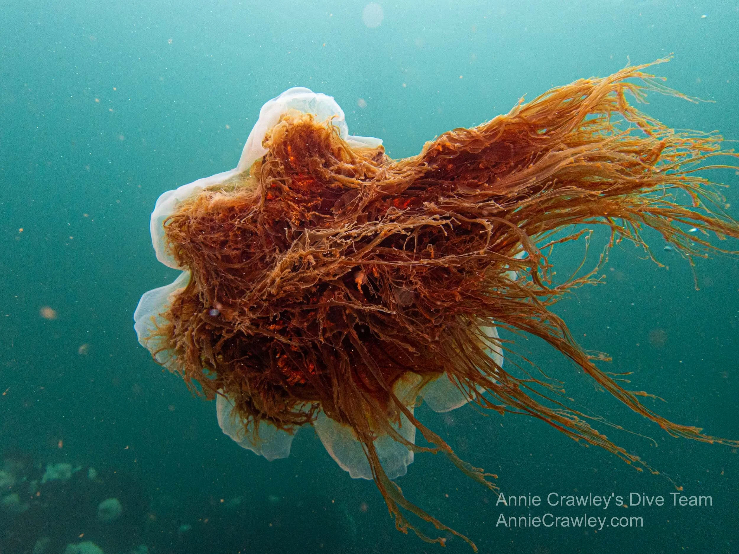 Meet Annie Crawley's Scuba Diving Team — Tommy Gandee V — Edmonds ...
