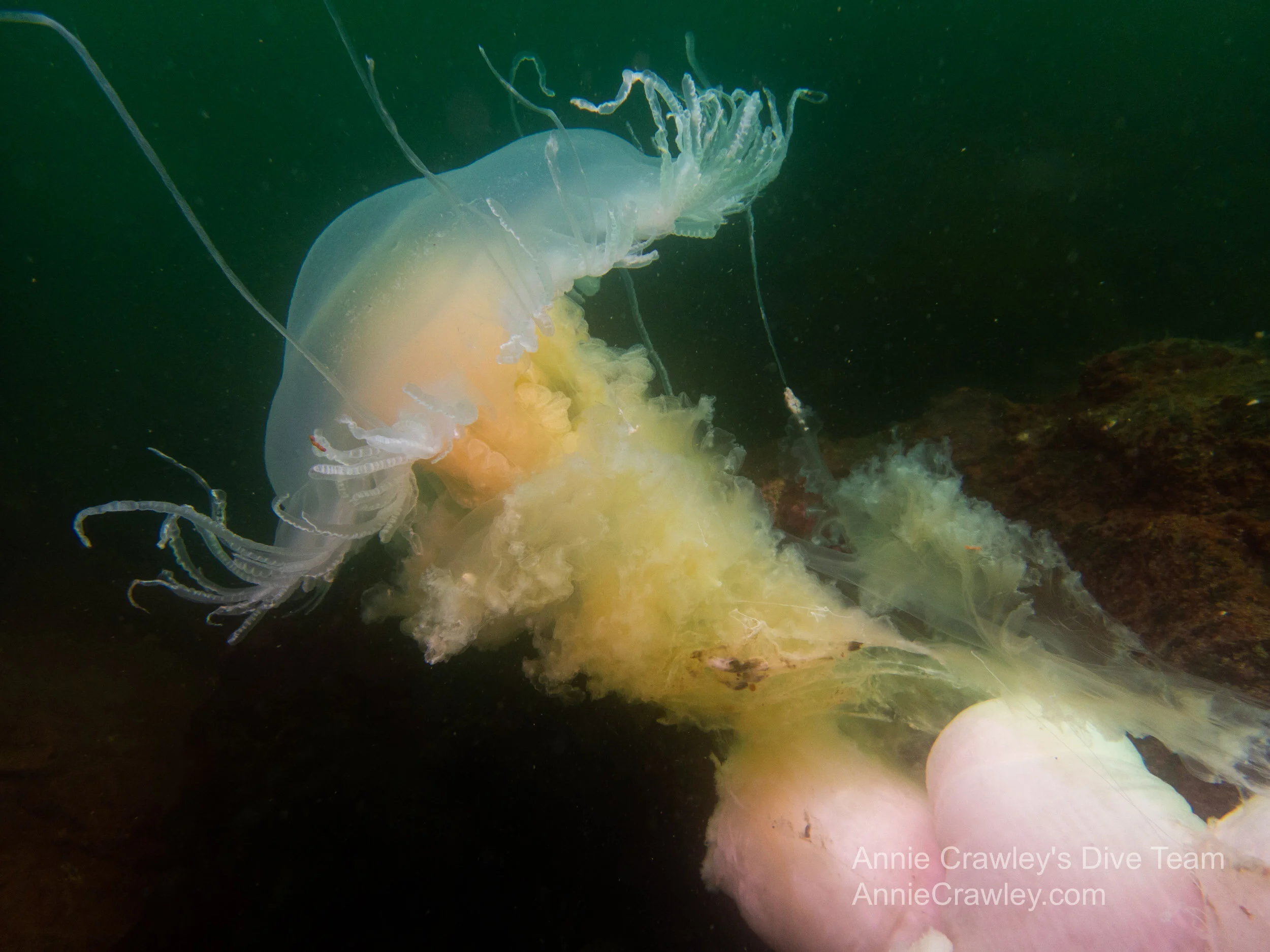 Symbiosis—Symbiotic Relationships—Elise Foot Puchalski—Underwater ...
