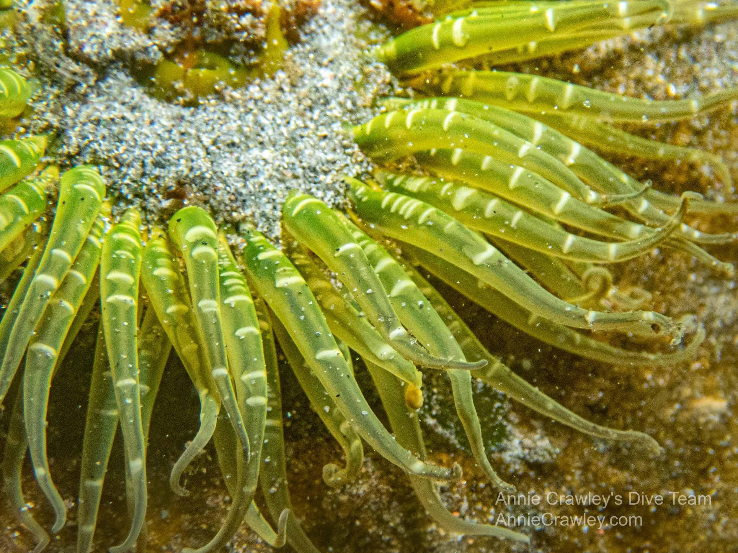 Symbiotic Relationships In The Ocean