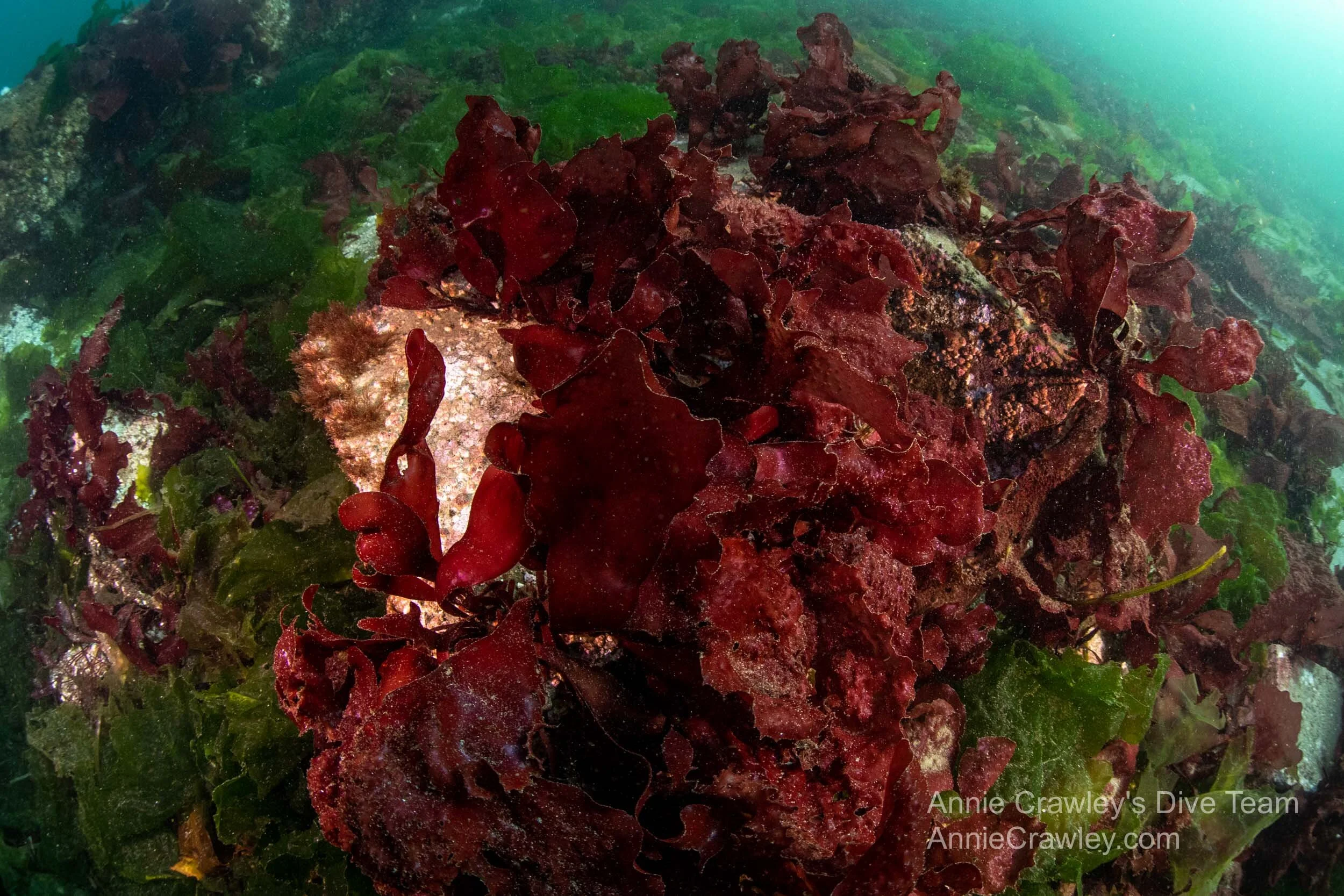 Red Algae—Seaweed—PNW Ocean Life—Species Identification — Edmonds ...